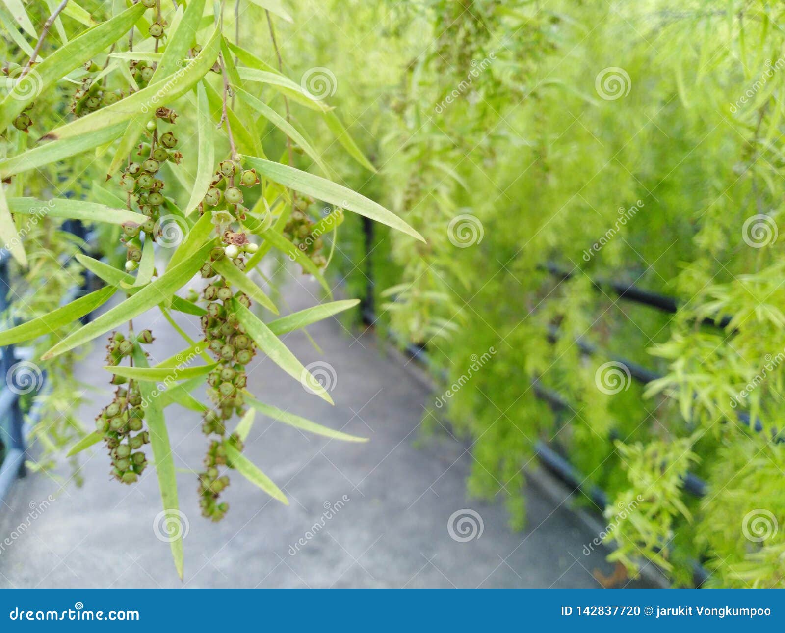 The Green Tree is a Beautiful Bush that Looks Natural. Stock Photo ...