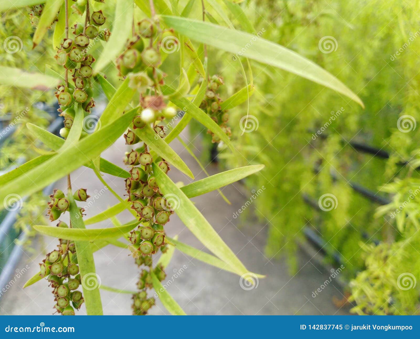 The Green Tree is a Beautiful Bush that Looks Natural. Stock Image ...