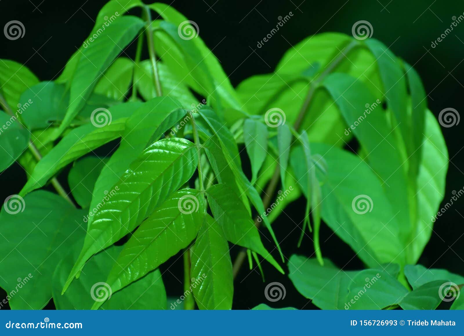Green Tree and Beautiful Leaf Stock Image - Image of sawed, sand: 156726993