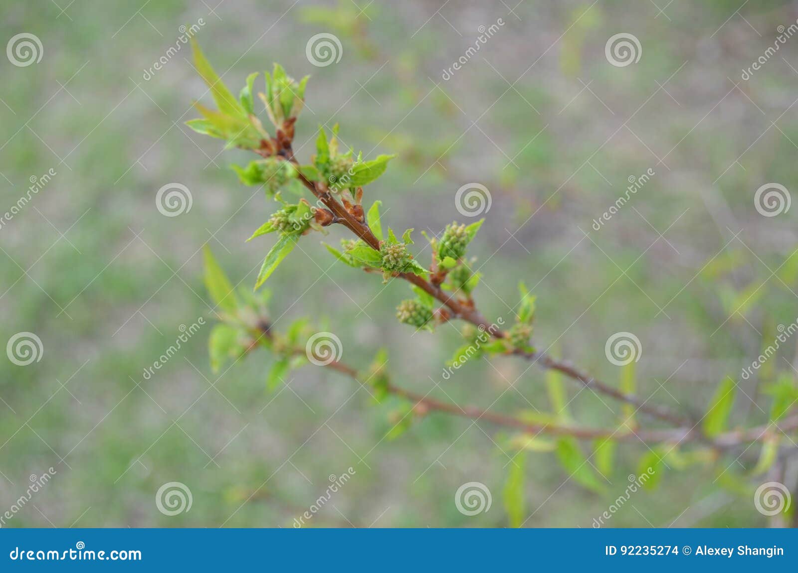 Green tree stock photo. Image of sunshine, tips, begging - 92235274
