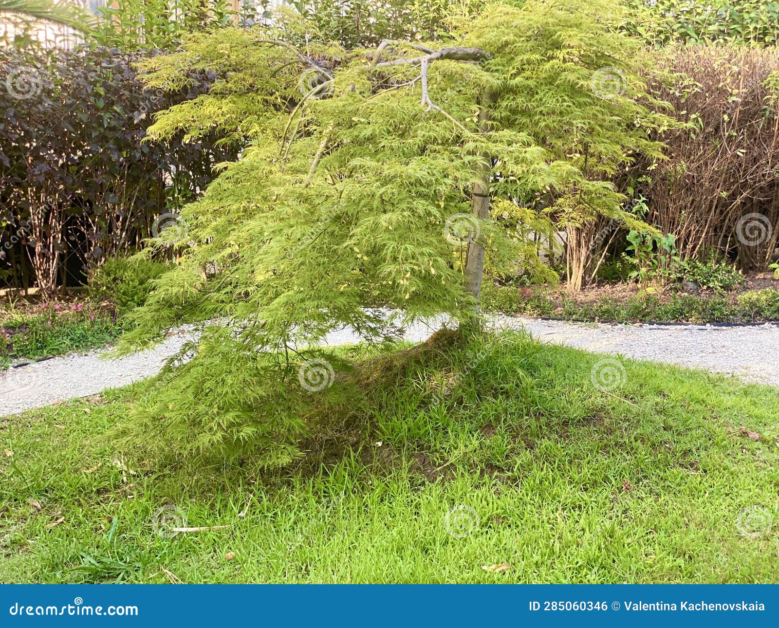 A Green Tree Bent with a Park Stock Photo - Image of leaf, bushes ...