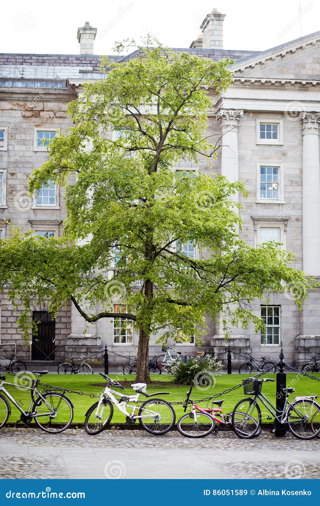 Green Tree and Bicycles on University Campus Editorial Stock Image ...