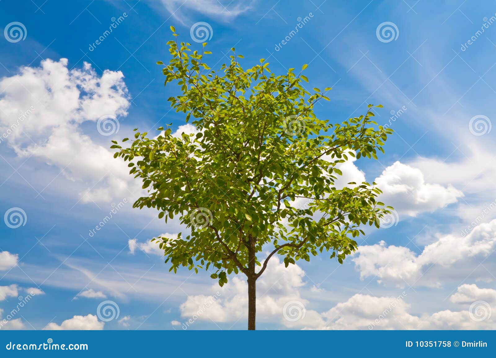 Young Tree Tree Planting Tree Care Watering A Tree In Nature,Growing ...