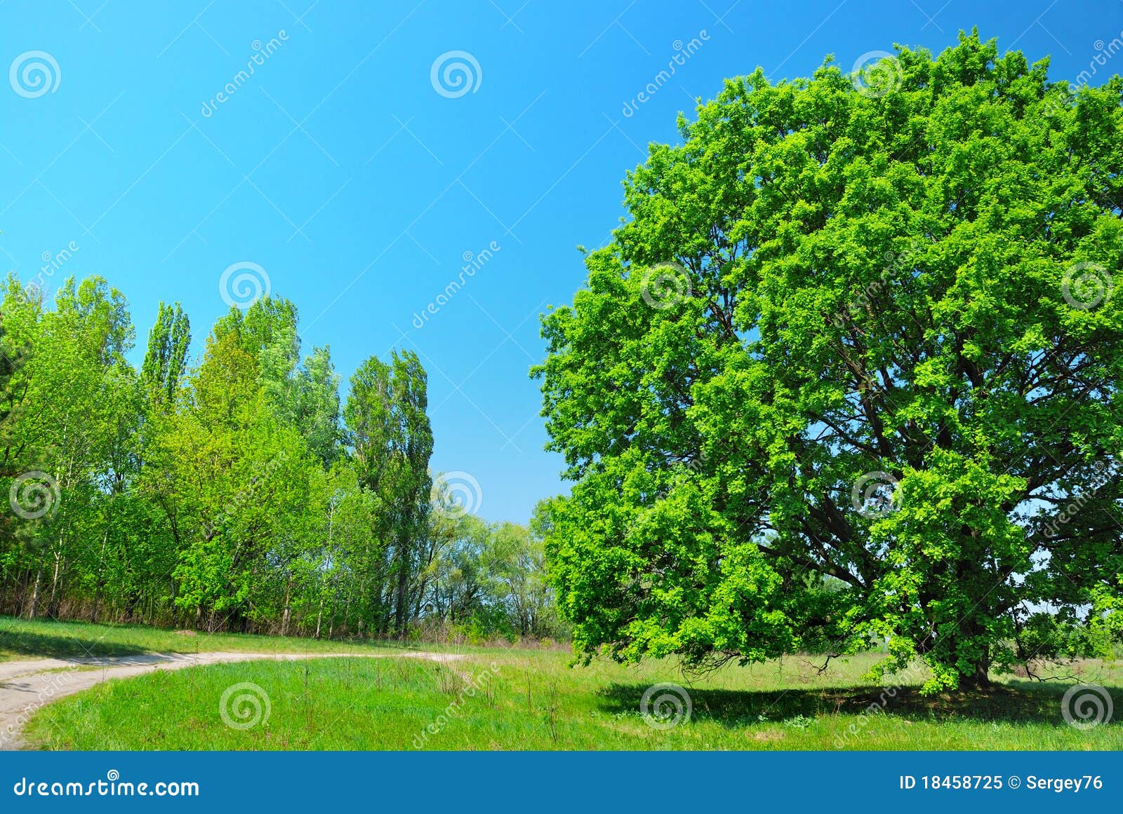 Green tree and blue sky stock image. Image of grass, branch - 18458725