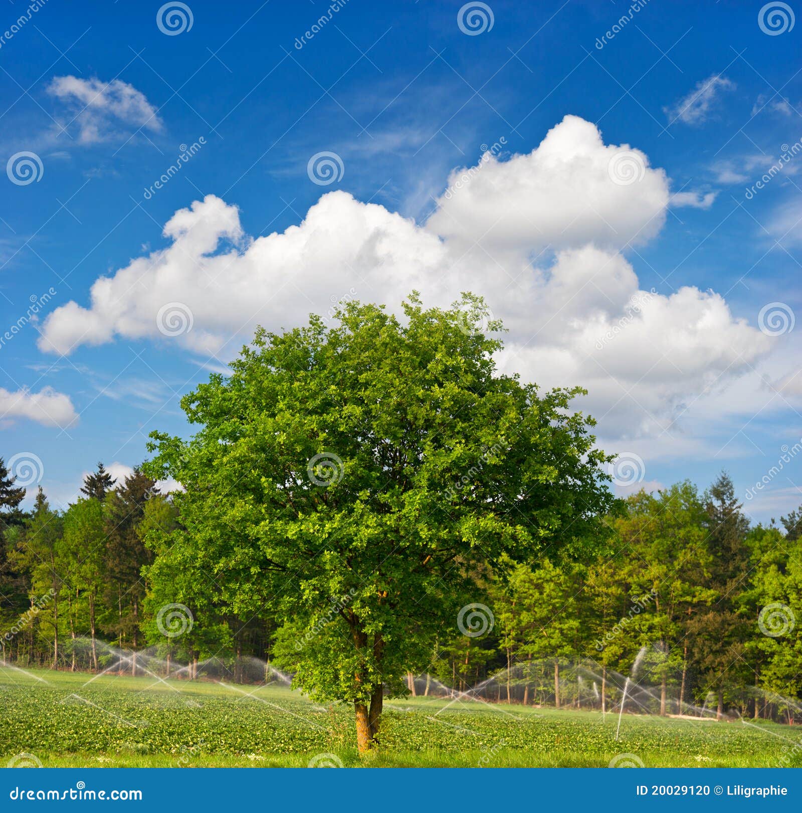 Green tree on blue sky stock photo. Image of heaven, plant - 20029120