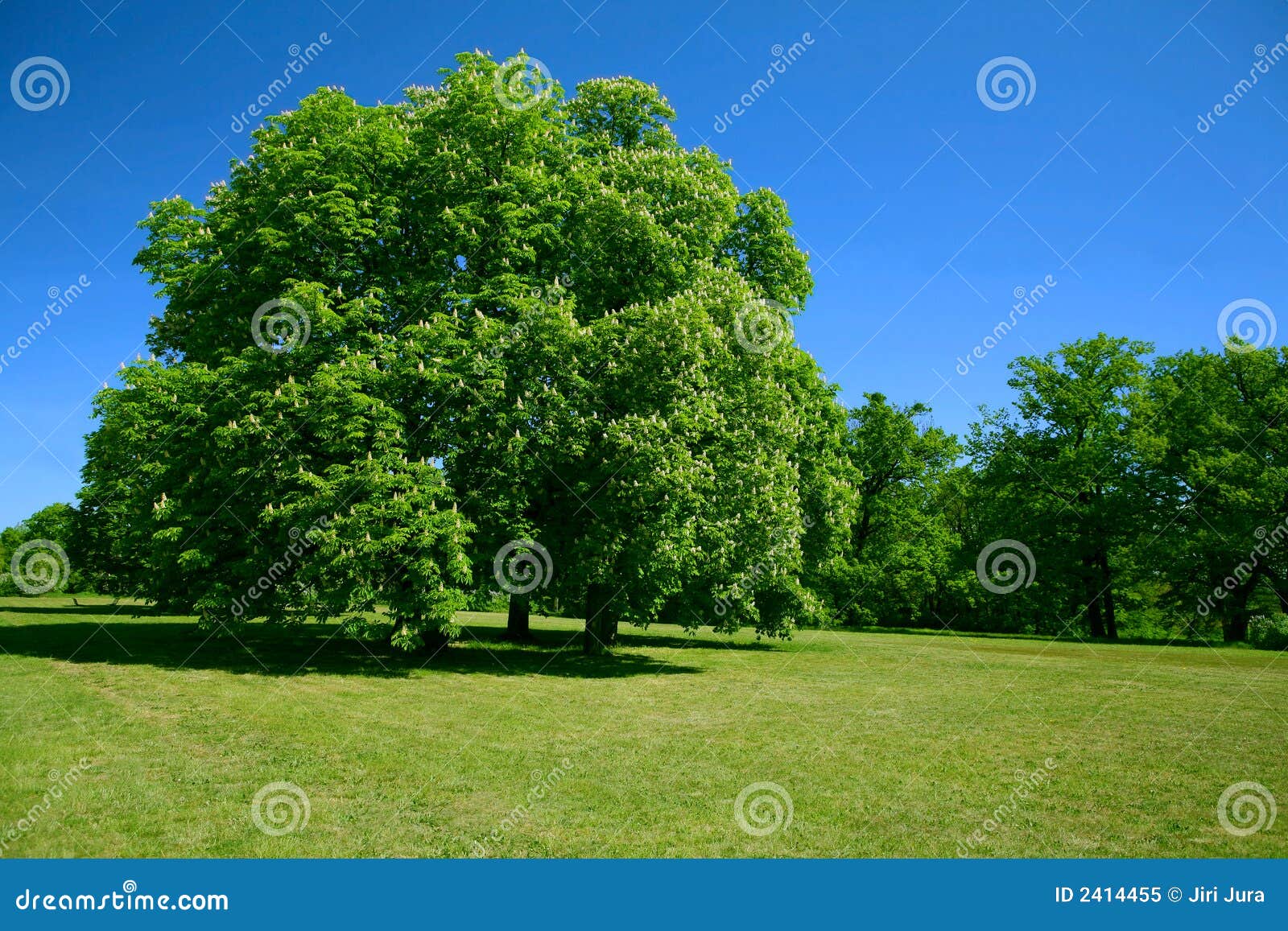 Green tree and blue sky stock image. Image of tree, lawn - 2414455