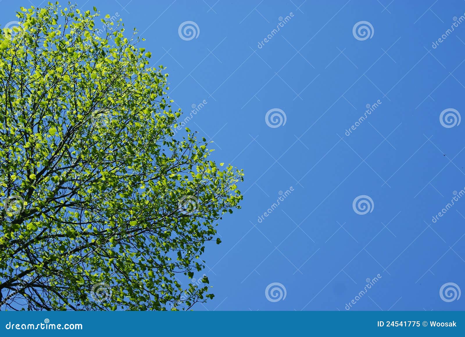 Green tree and blue sky stock image. Image of leaves - 24541775