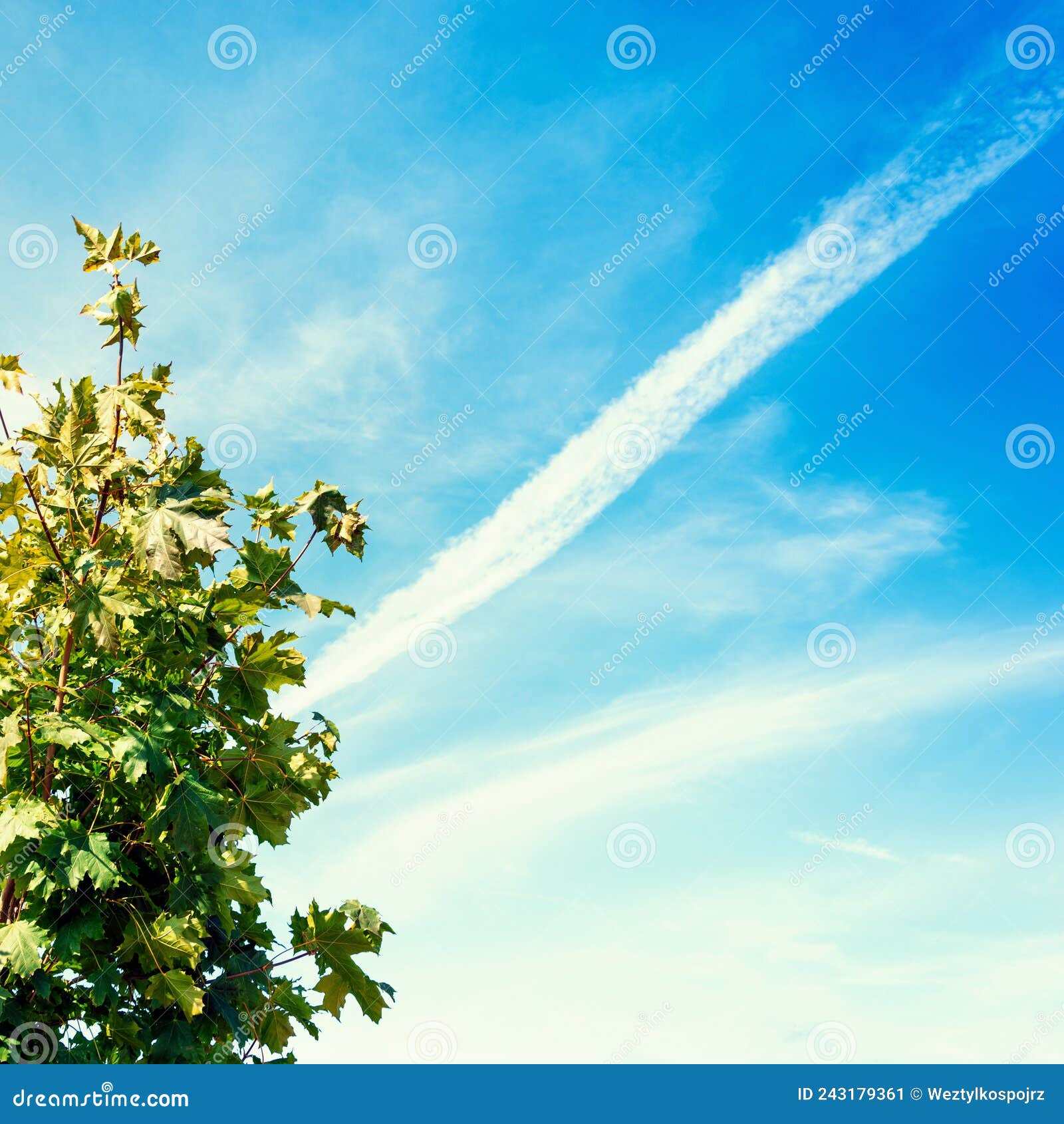 Green Tree on Blue Sky Background Stock Image - Image of field ...