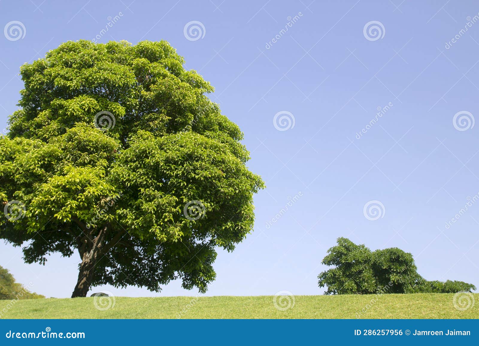 Green Tree on Blue Sky Background Stock Photo - Image of background ...