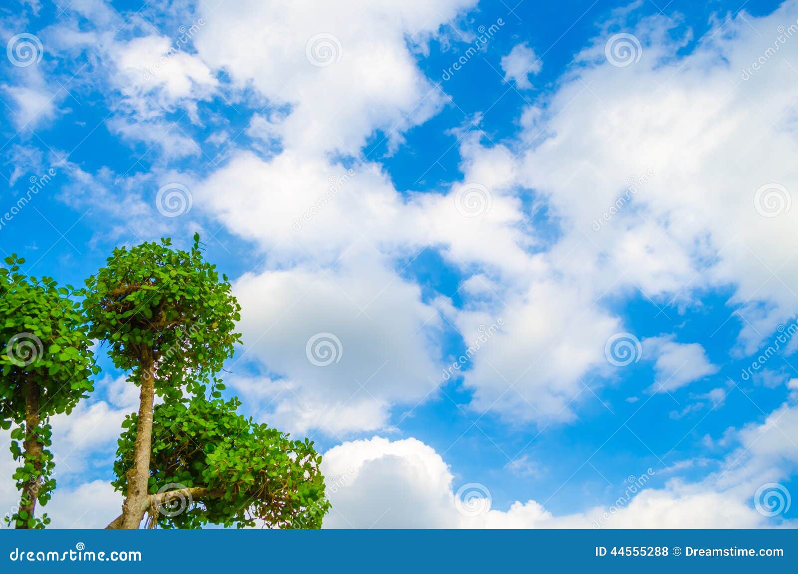 Green tree on blue sky stock photo. Image of light, branch - 44555288