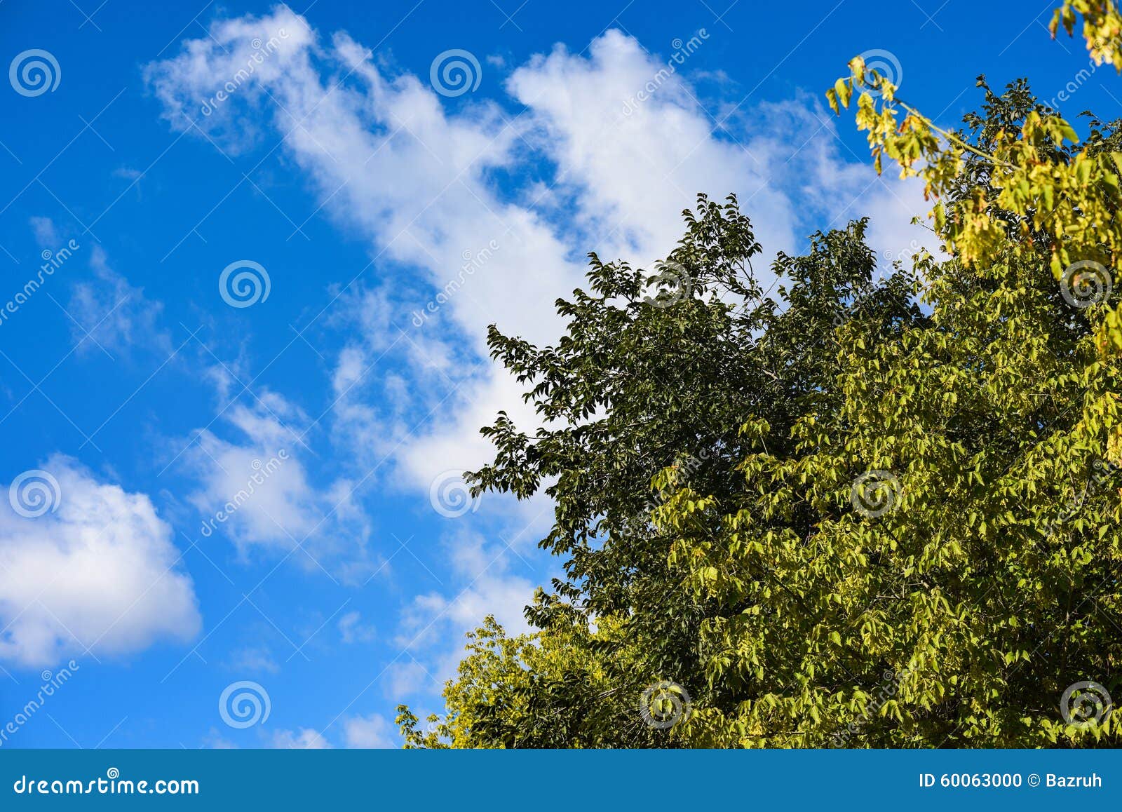 Green tree and blue sky stock photo. Image of leaves - 60063000