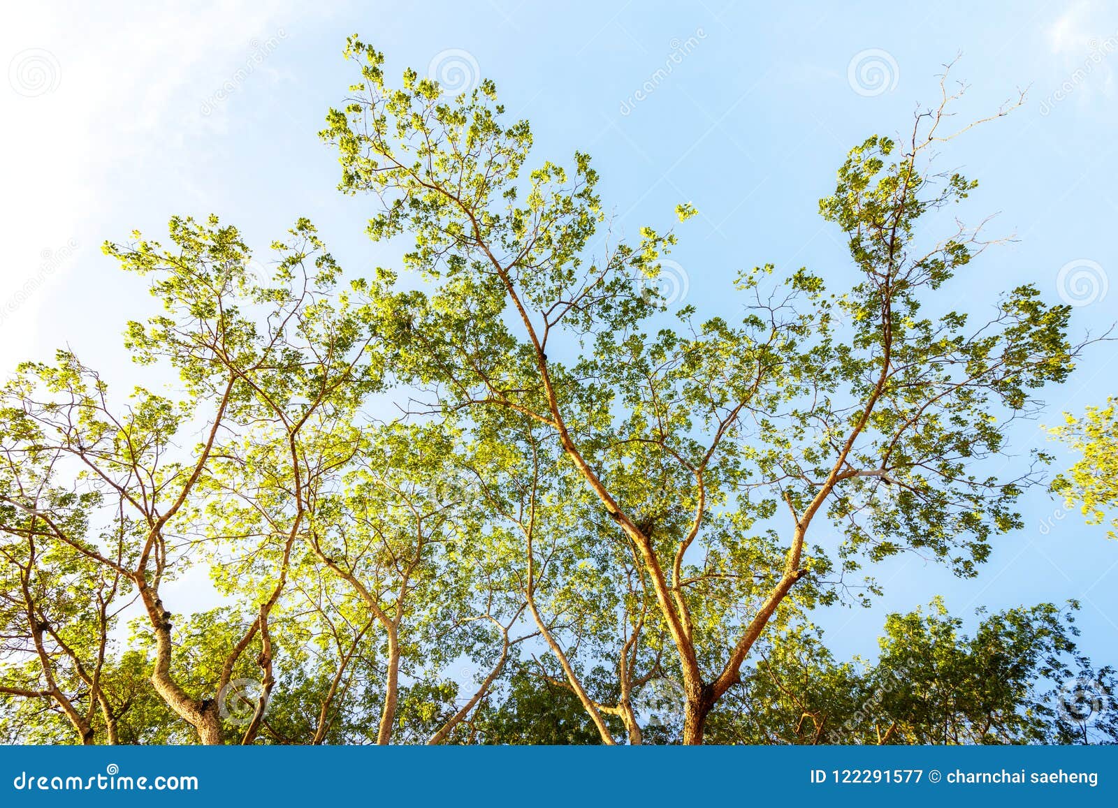 Green Tree and Blue Sky with Little Cloud. Stock Image - Image of land ...