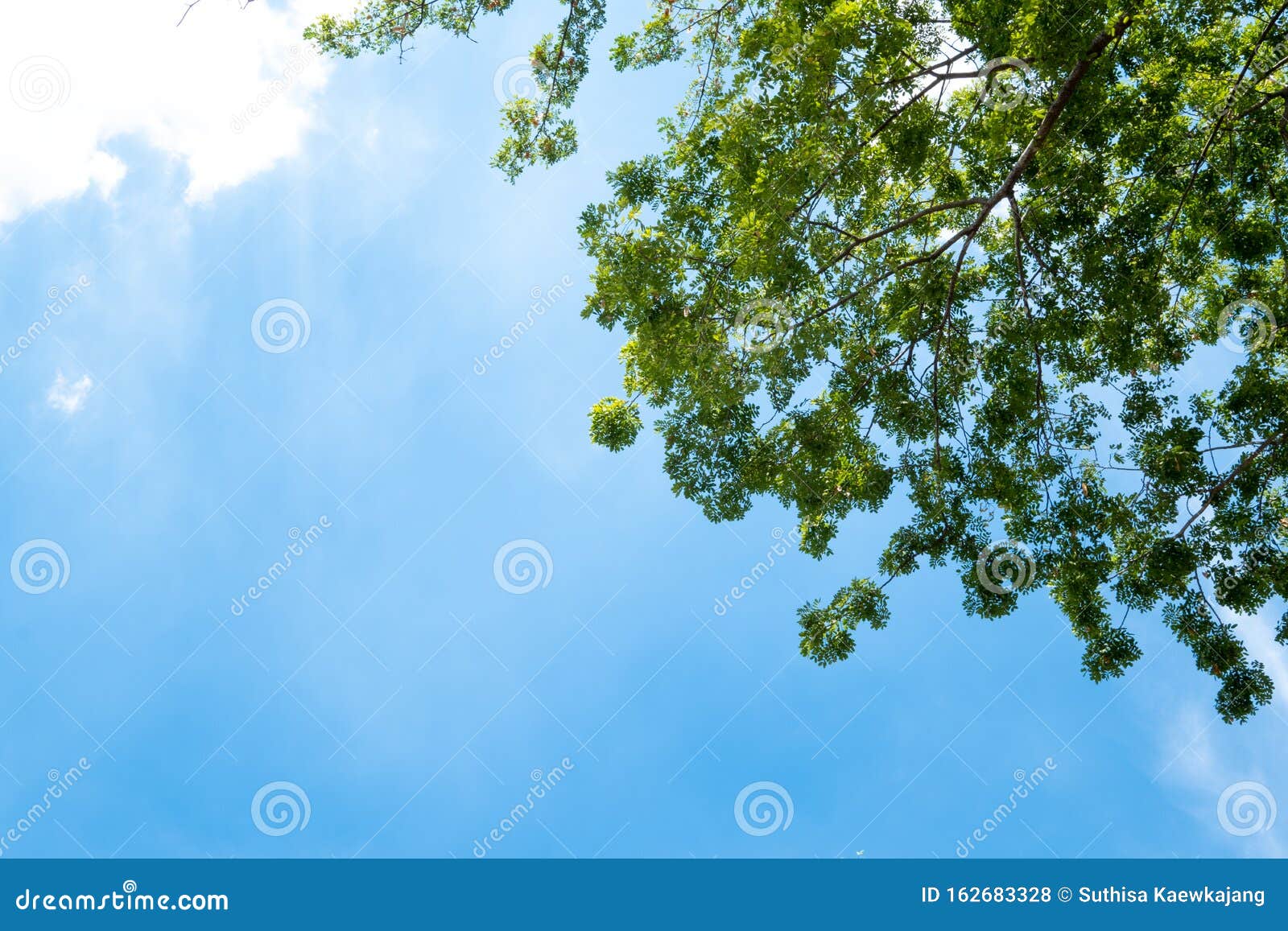 Green Tree and Blue Sky with Sunlight in Summer Season Stock Photo ...