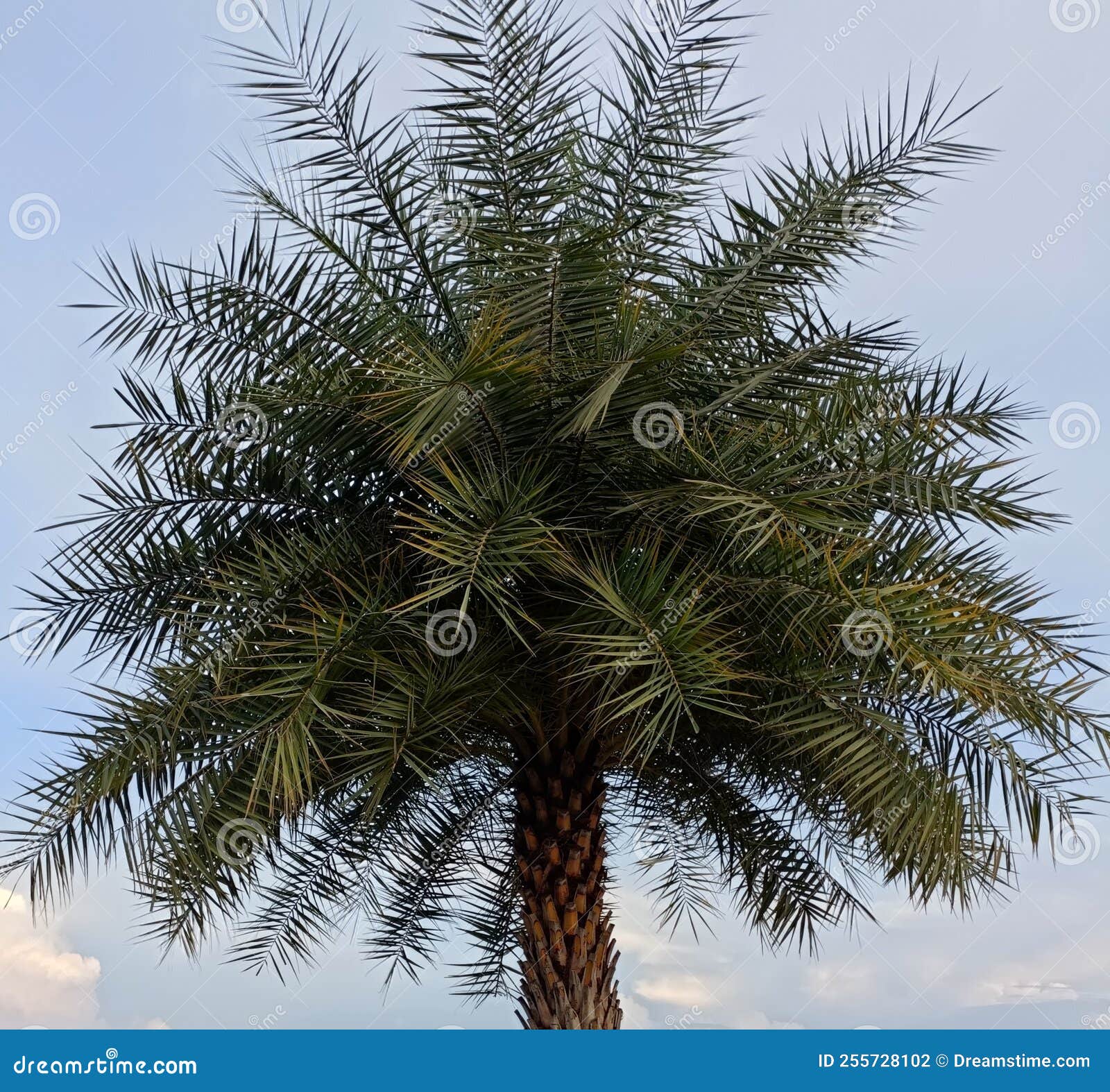 Green Tree with Blue and Snowy Sky Stock Photo - Image of green, tree ...