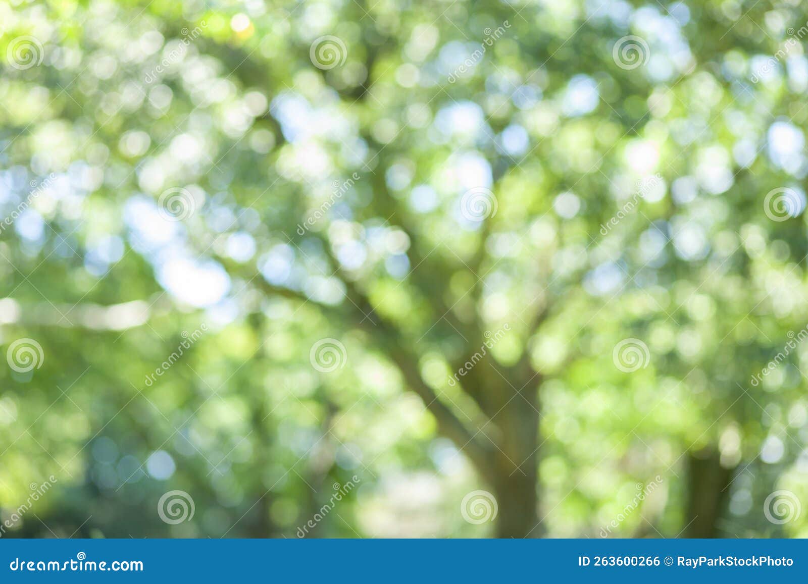 Green Tree Blur Bokeh Background Stock Photo - Image of person, green ...
