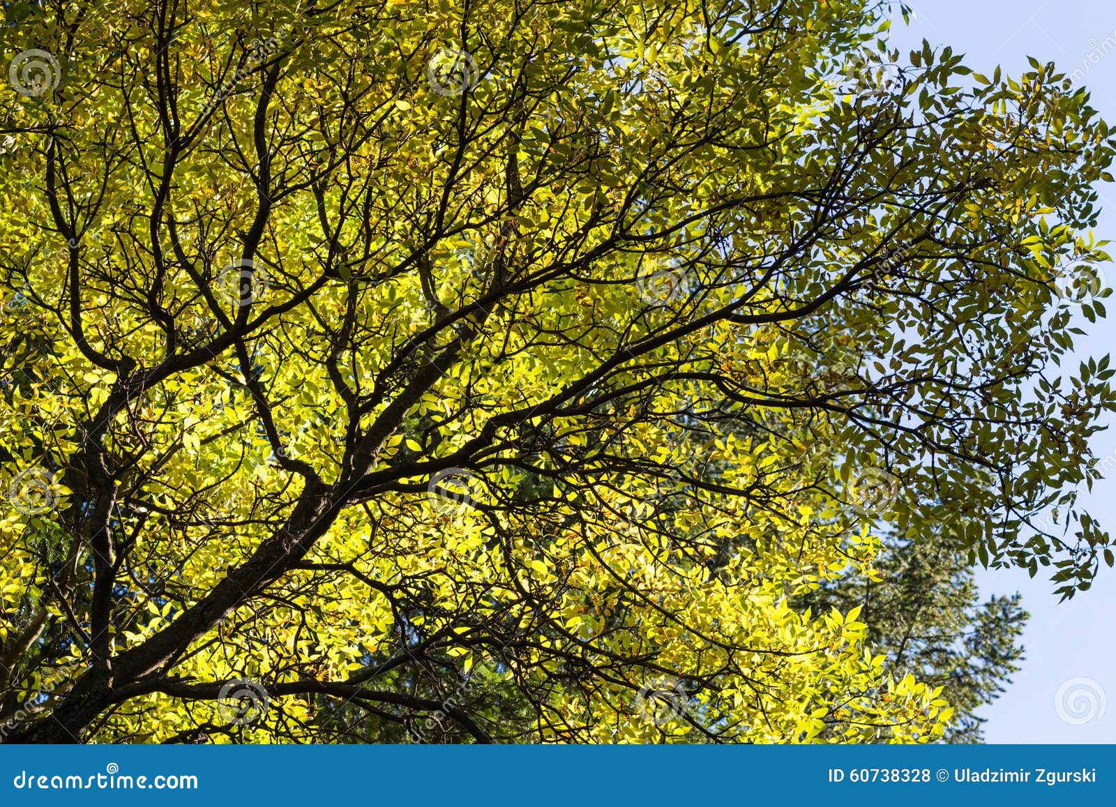 Green tree branch stock photo. Image of large, bush, plant - 60738328
