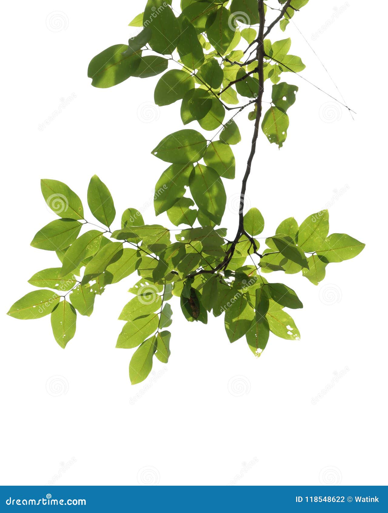 Green Tree Branch Closeup Isolated on White Stock Photo - Image of ...