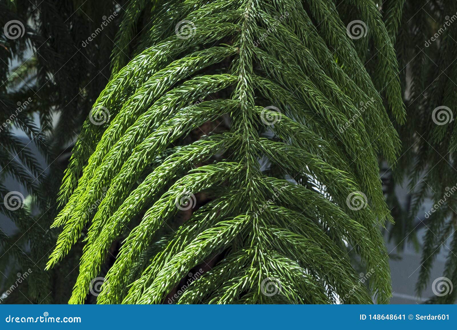 Tree branch stock image. Image of beautiful, plant, flora - 148648641