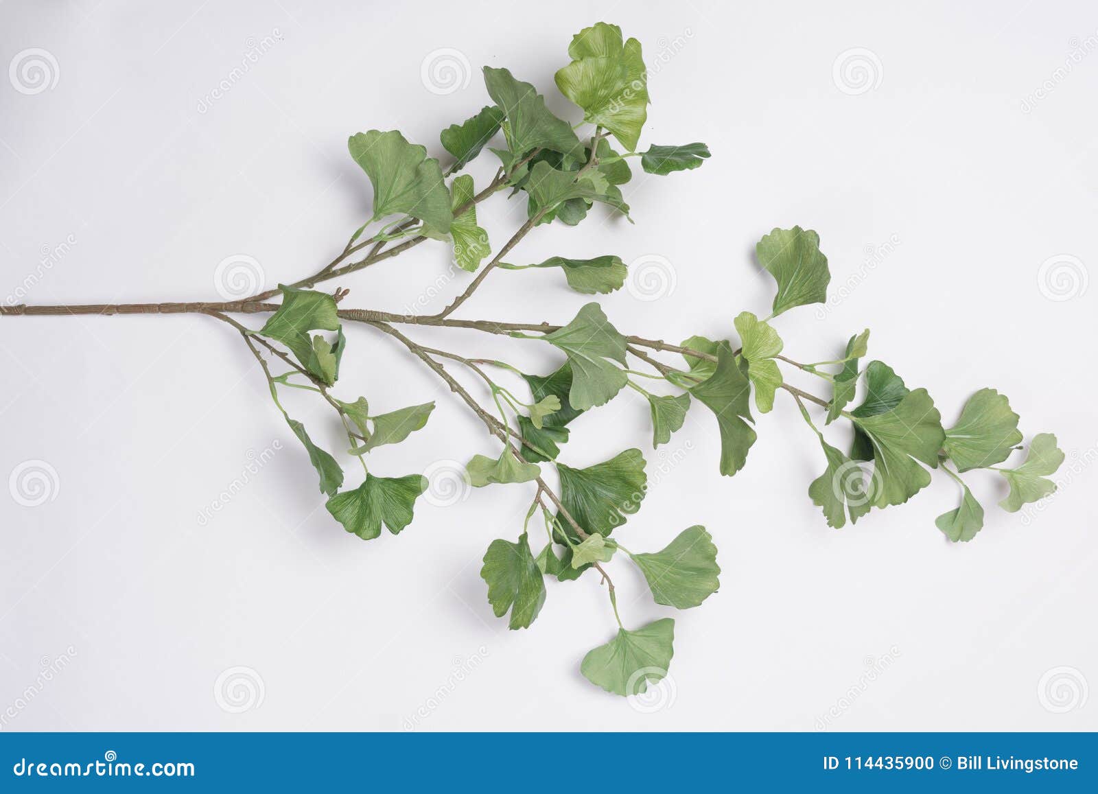 Green Tree Branch Flat Lay Top View White Background Stock Photo ...