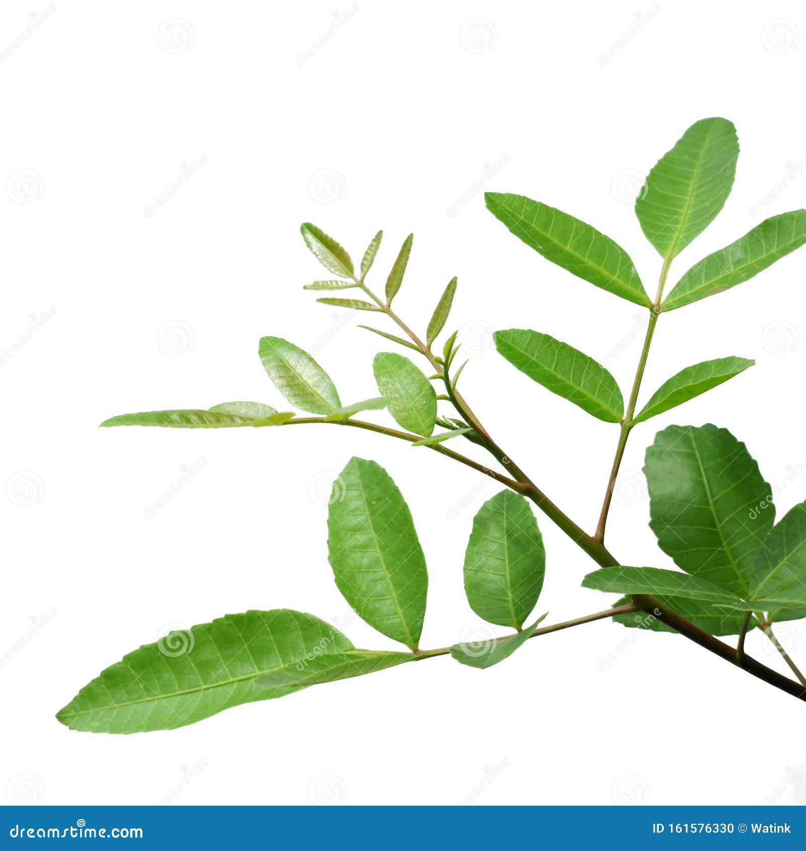 Green Tree Branch Isolated on White Background Stock Photo - Image of ...