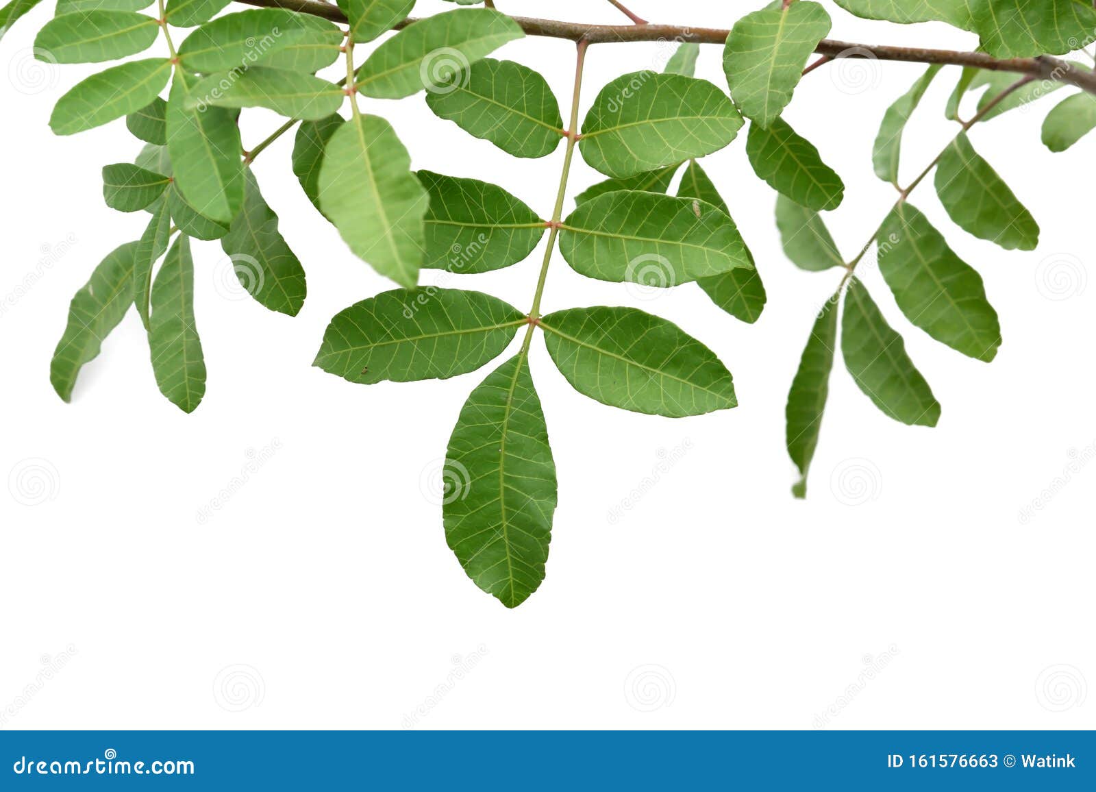 Green Tree Branch Isolated on White Background Stock Image - Image of ...