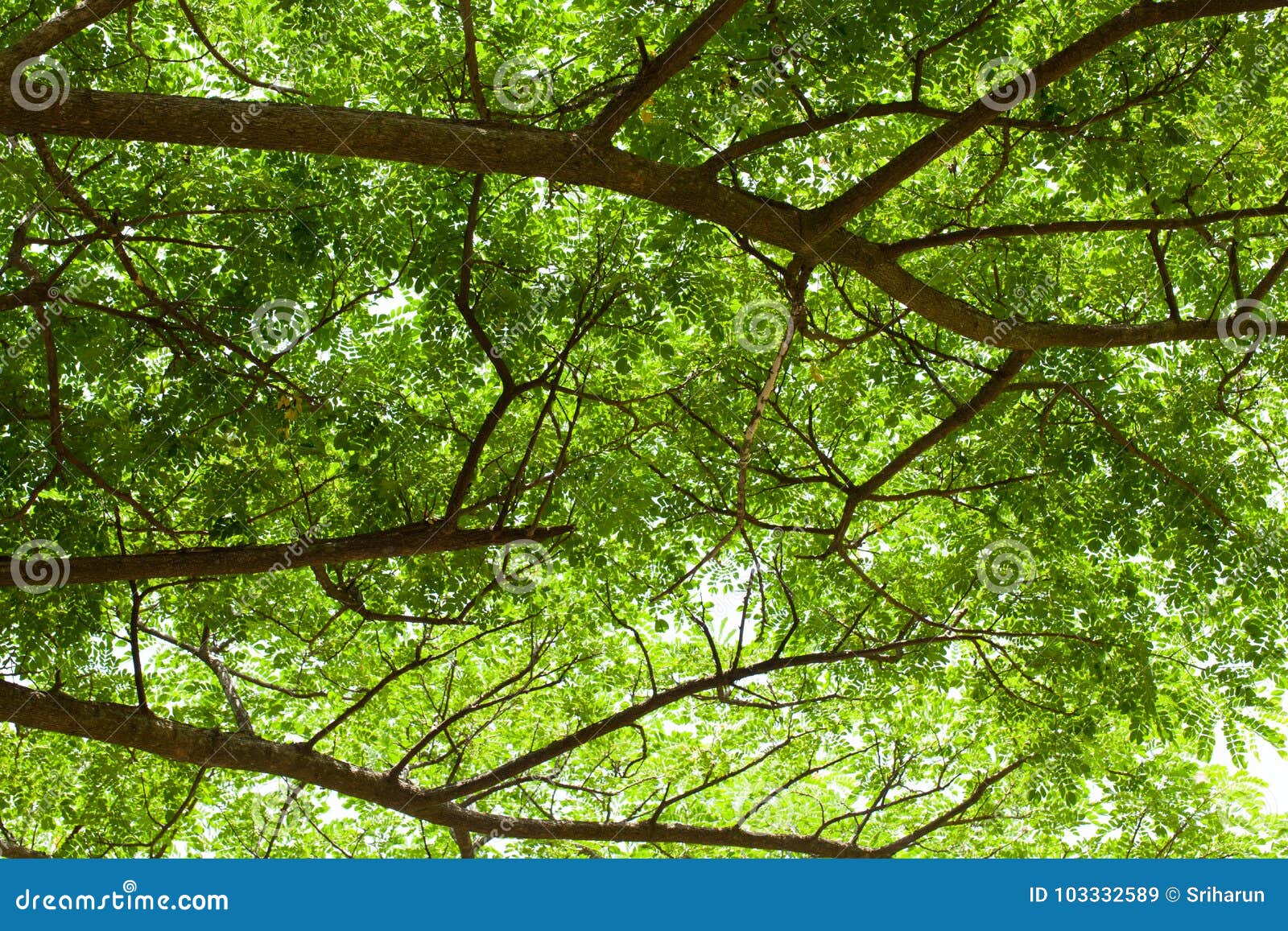 Green tree branch stock image. Image of texture, flora - 103332589