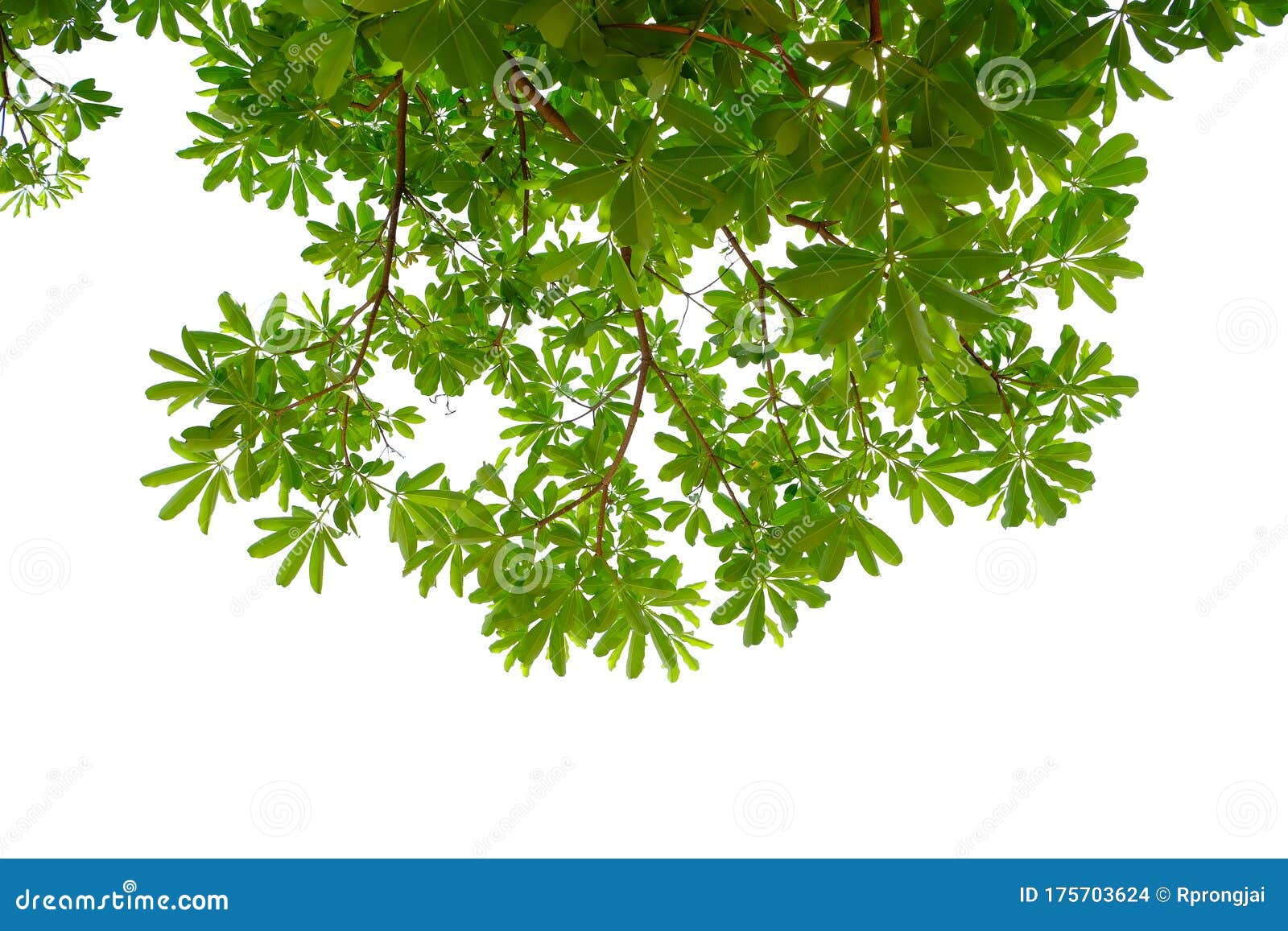 Green tree branch isolated stock photo. Image of garden - 175703624
