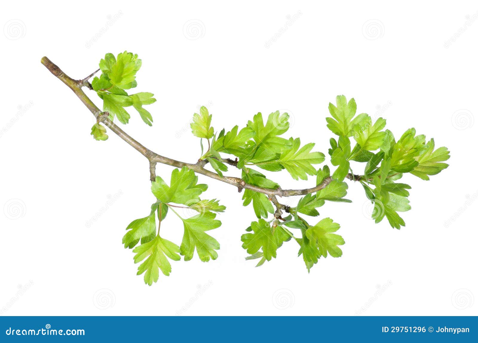 Green branch stock photo. Image of leaves, fresh, macro - 29751296