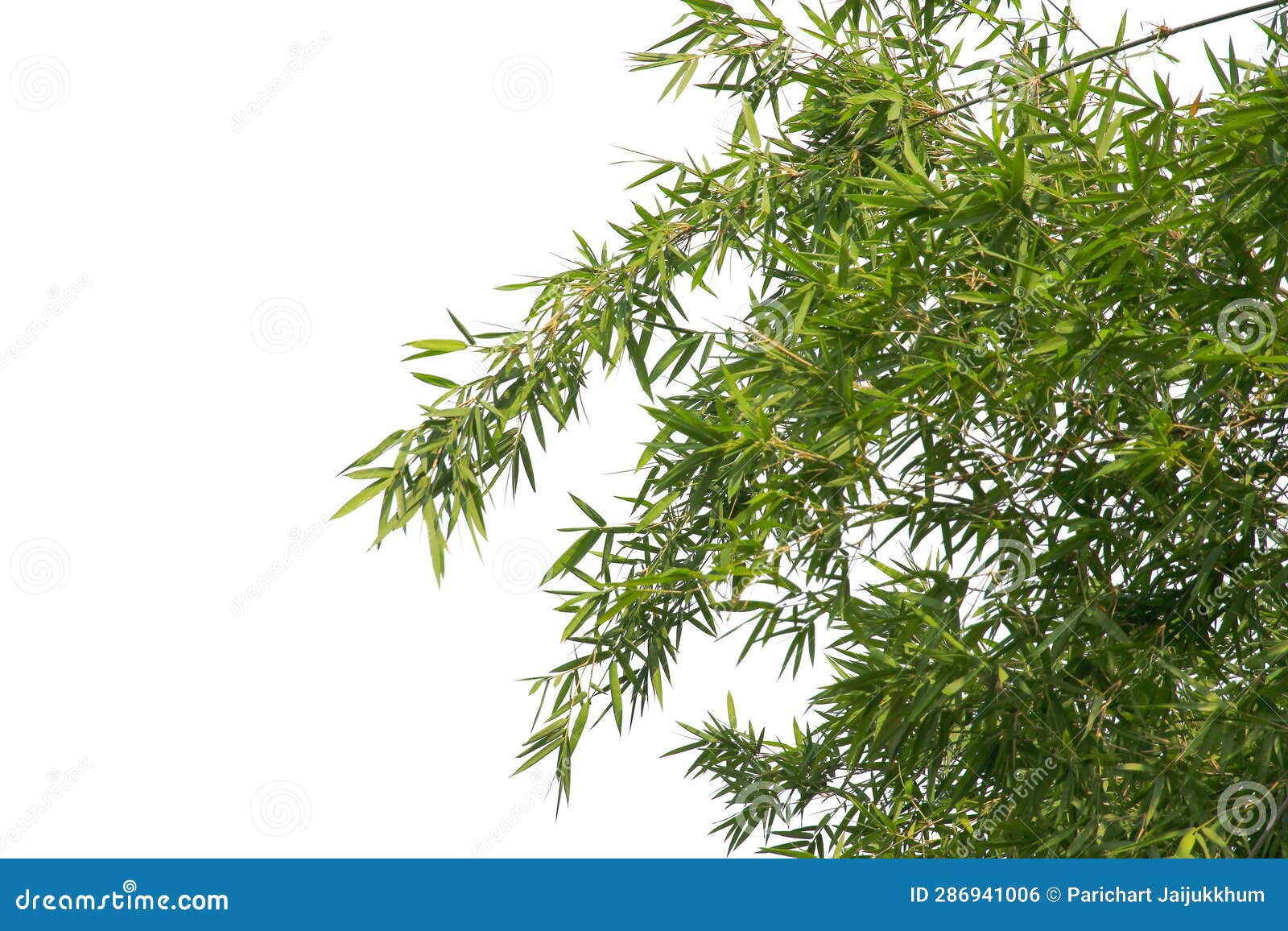 Green Tree Branch Isolated on White Background. Stock Photo - Image of ...