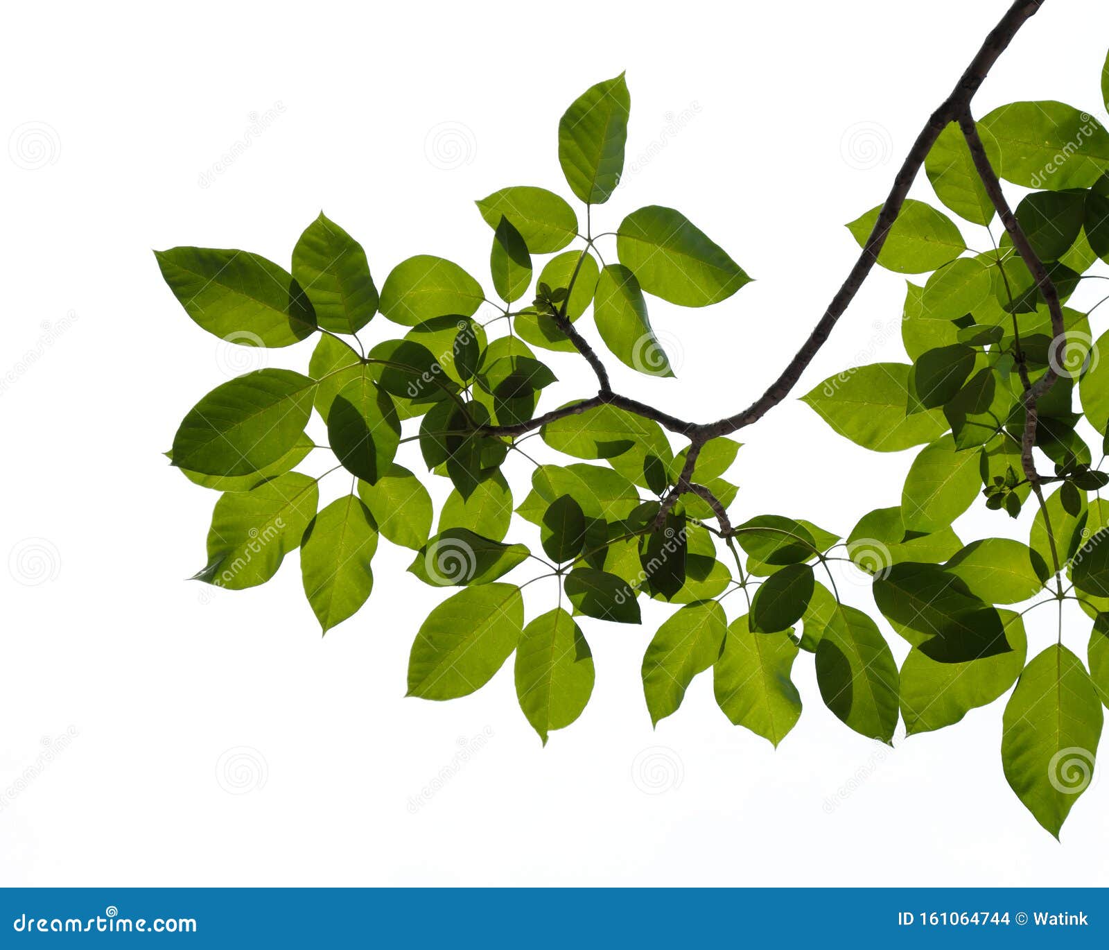 Green Tree Branch Isolated on White Background Stock Photo - Image of ... Green Tree Branch Isolated on White Background Stock Photo - Image of ...
