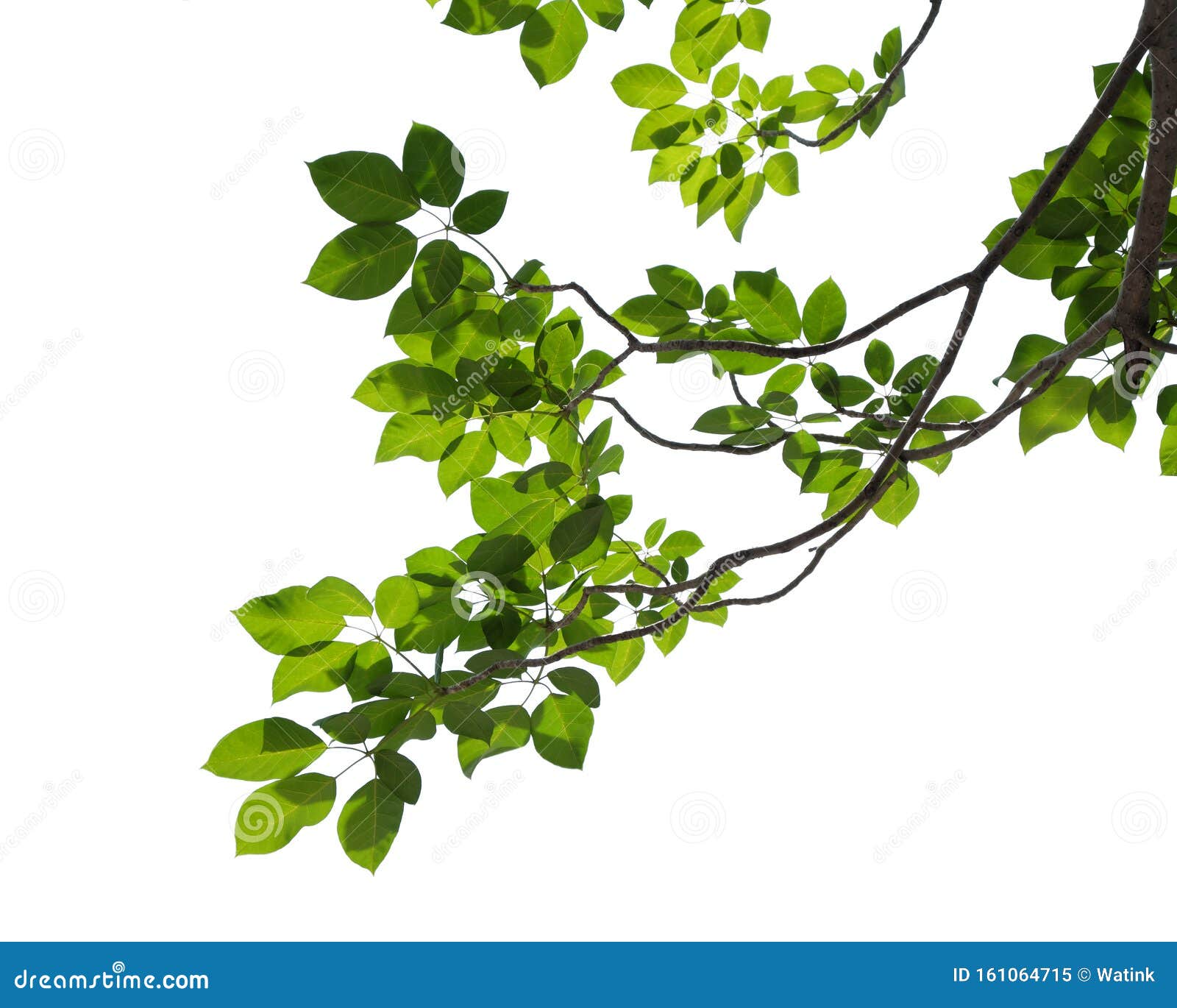 Green Tree Branch Isolated on White Background Stock Image - Image of ...