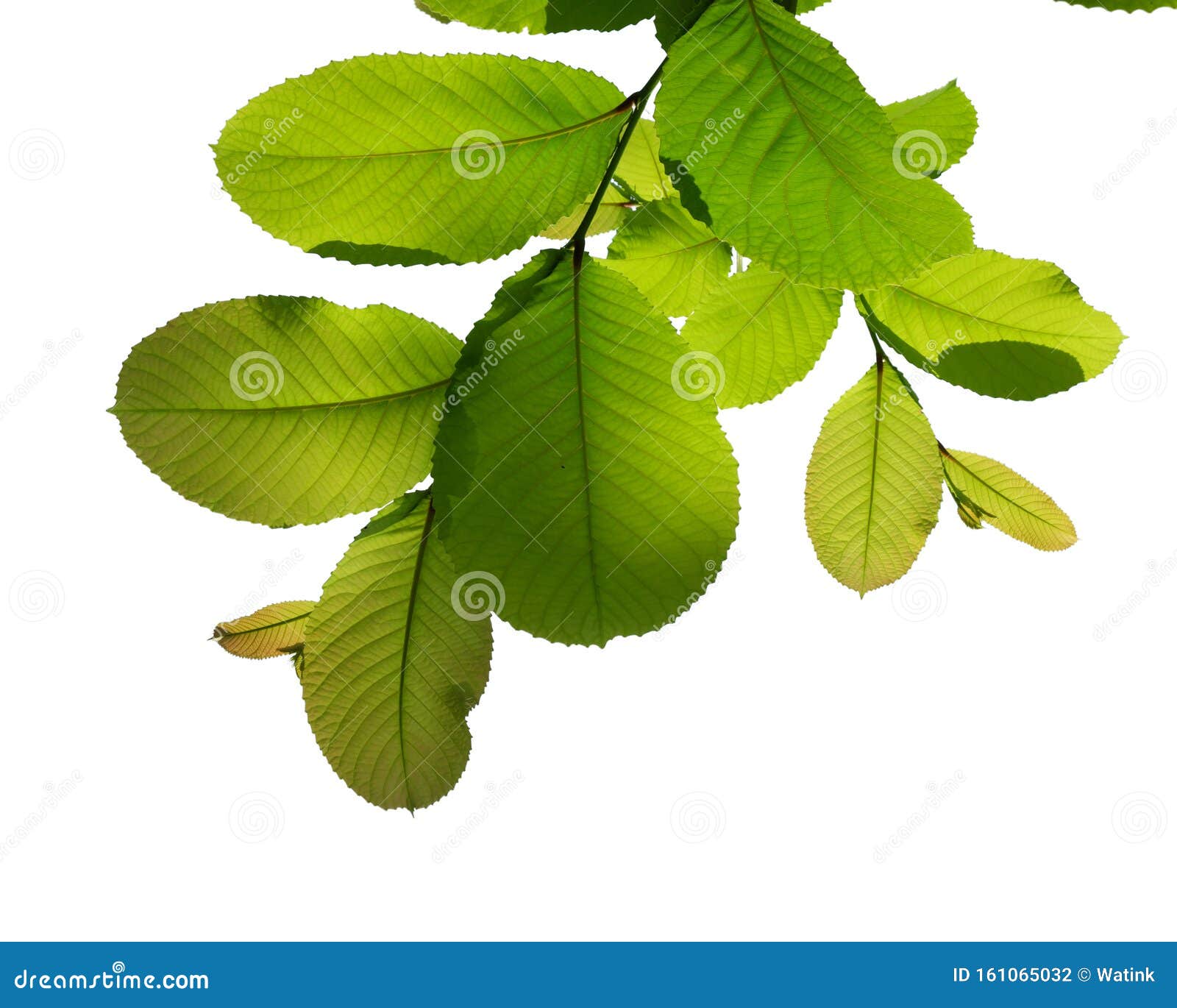 Green Tree Branch Isolated on White Background Stock Photo - Image of ...