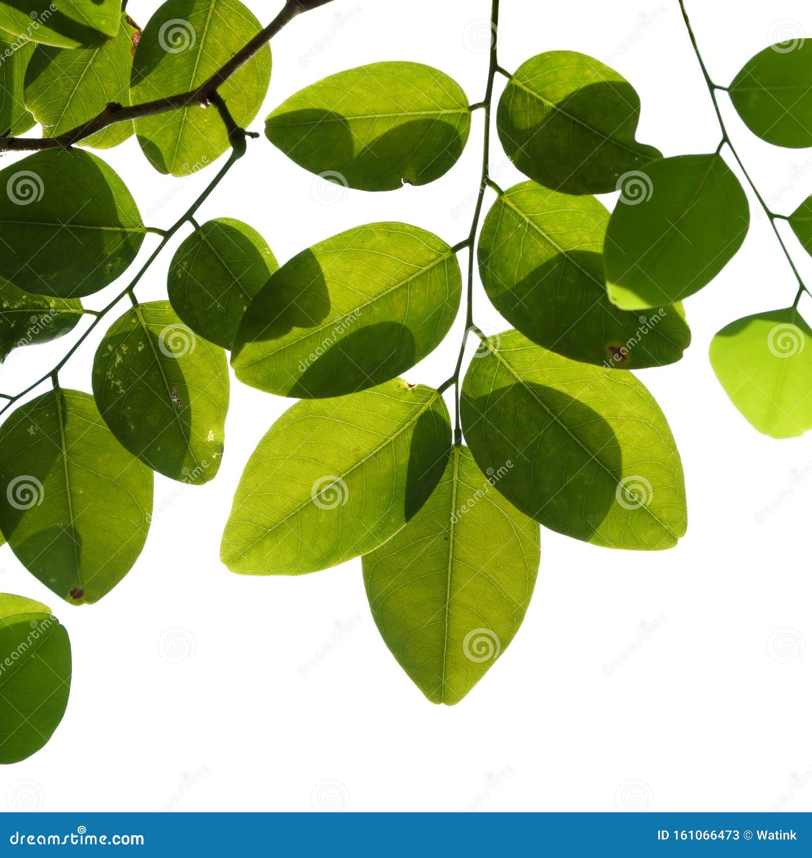 Green Tree Branch Isolated on White Background Stock Image - Image of ...