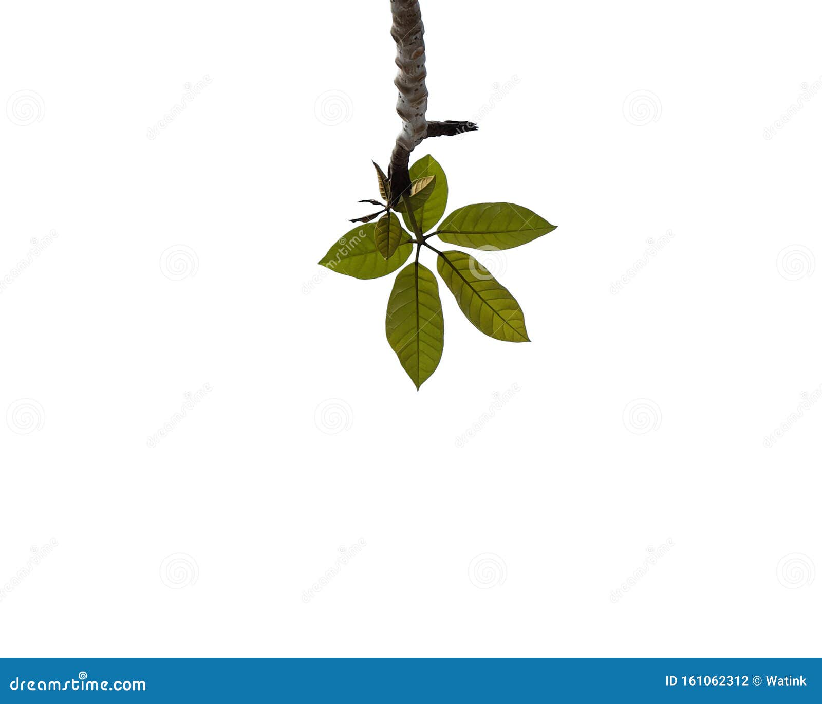 Green Tree Branch Isolated on White Background Stock Photo - Image of ... Green Tree Branch Isolated on White Background Stock Photo - Image of ...