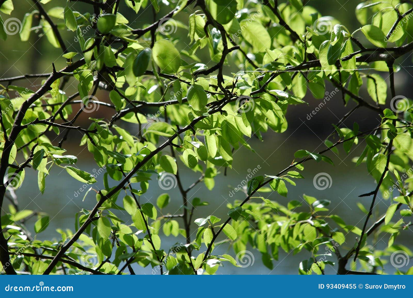 Green Tree Branch on Nature Stock Image - Image of isolation, concept ...