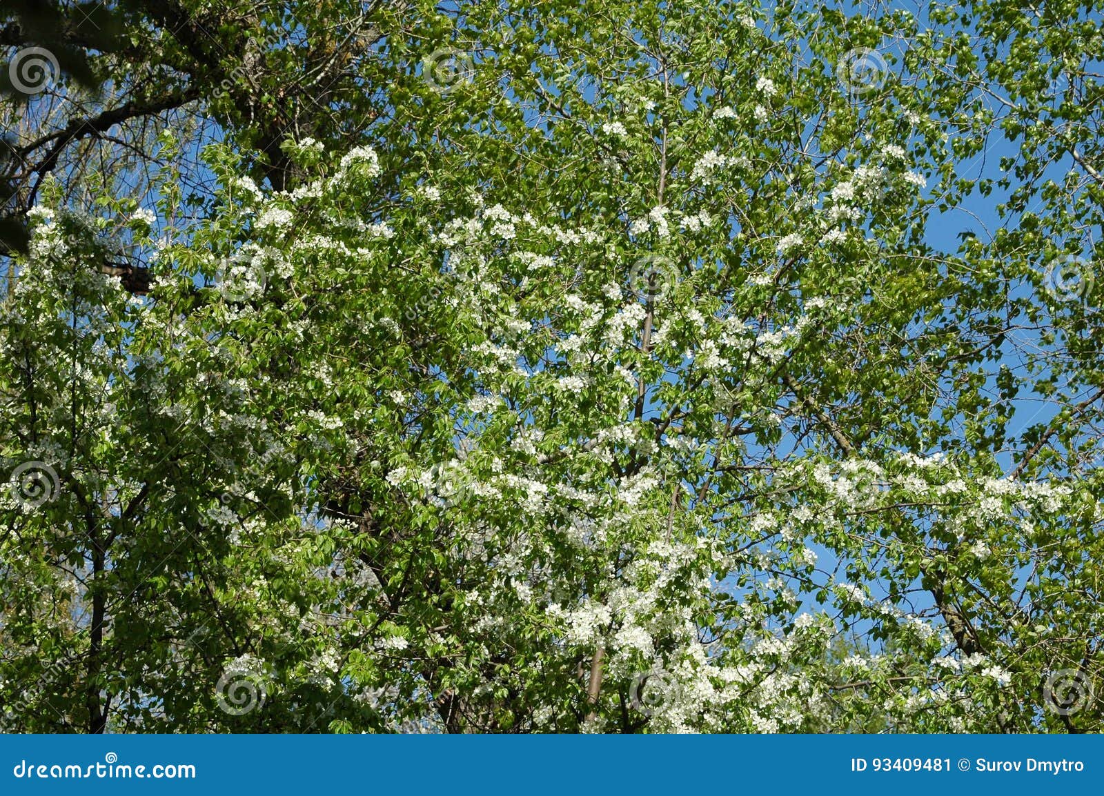 Green Tree Branch on Nature Stock Image - Image of leaves, botanical ...