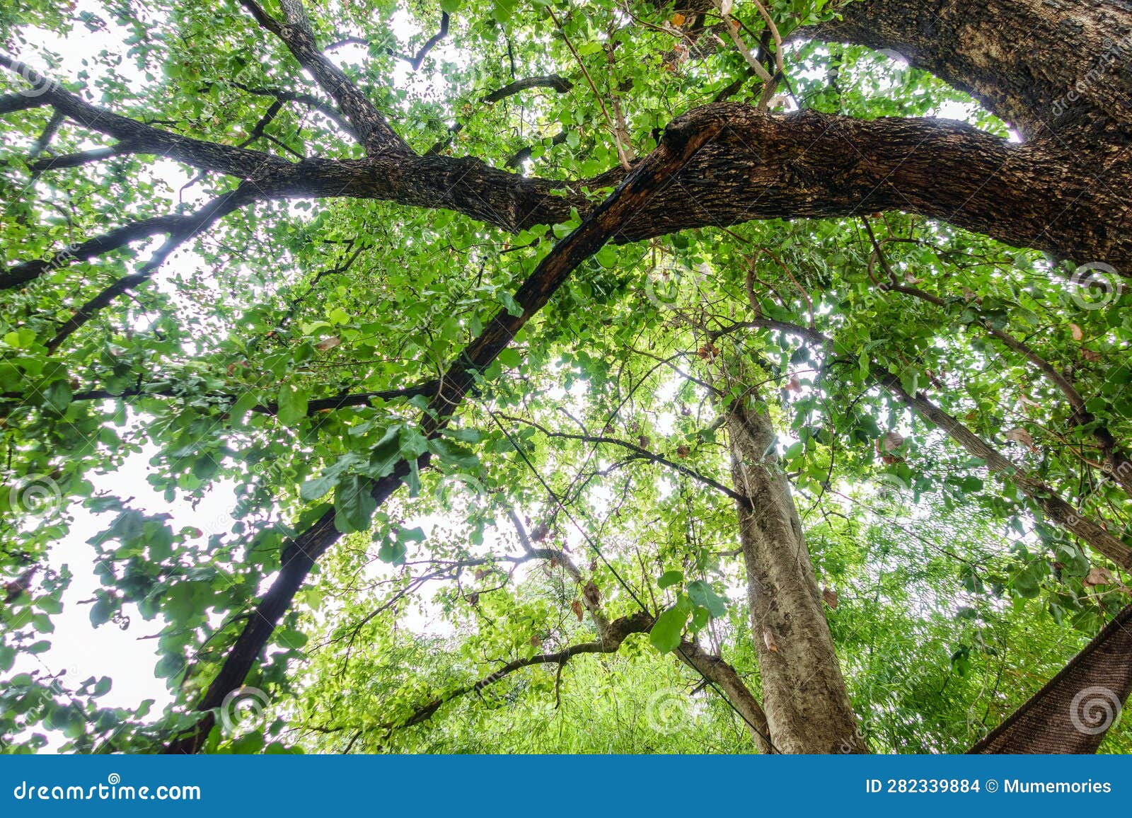 Green Tree Branch in Tropical Rainforest on Sunny Day Stock Photo ...