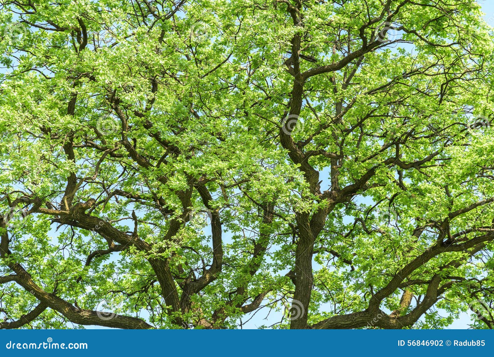 Green Tree Branches in Forest Stock Photo - Image of foliage, scenery ...