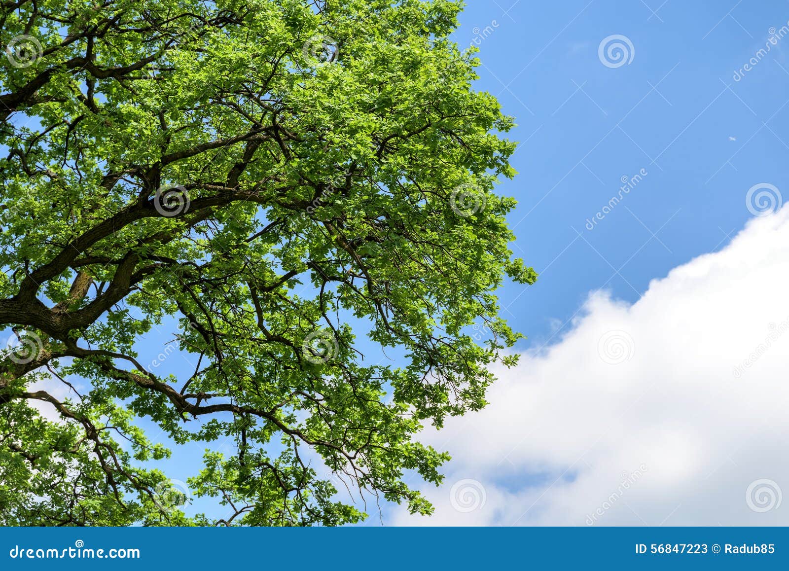 Green Tree Branches in Forest Stock Image - Image of scenic, light ...