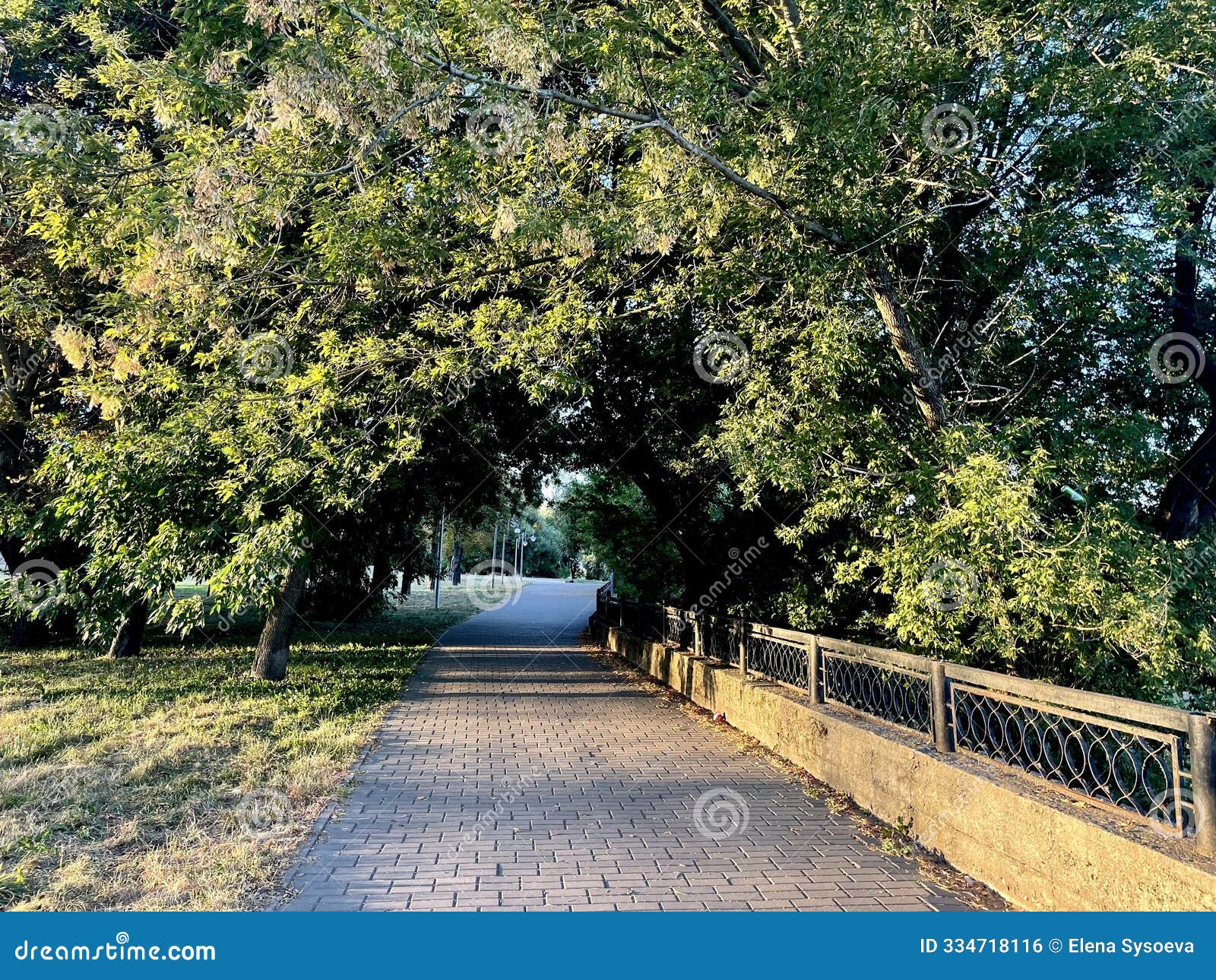 Green Tree Branches Framing the Bridge Stock Photo - Image of nature ...