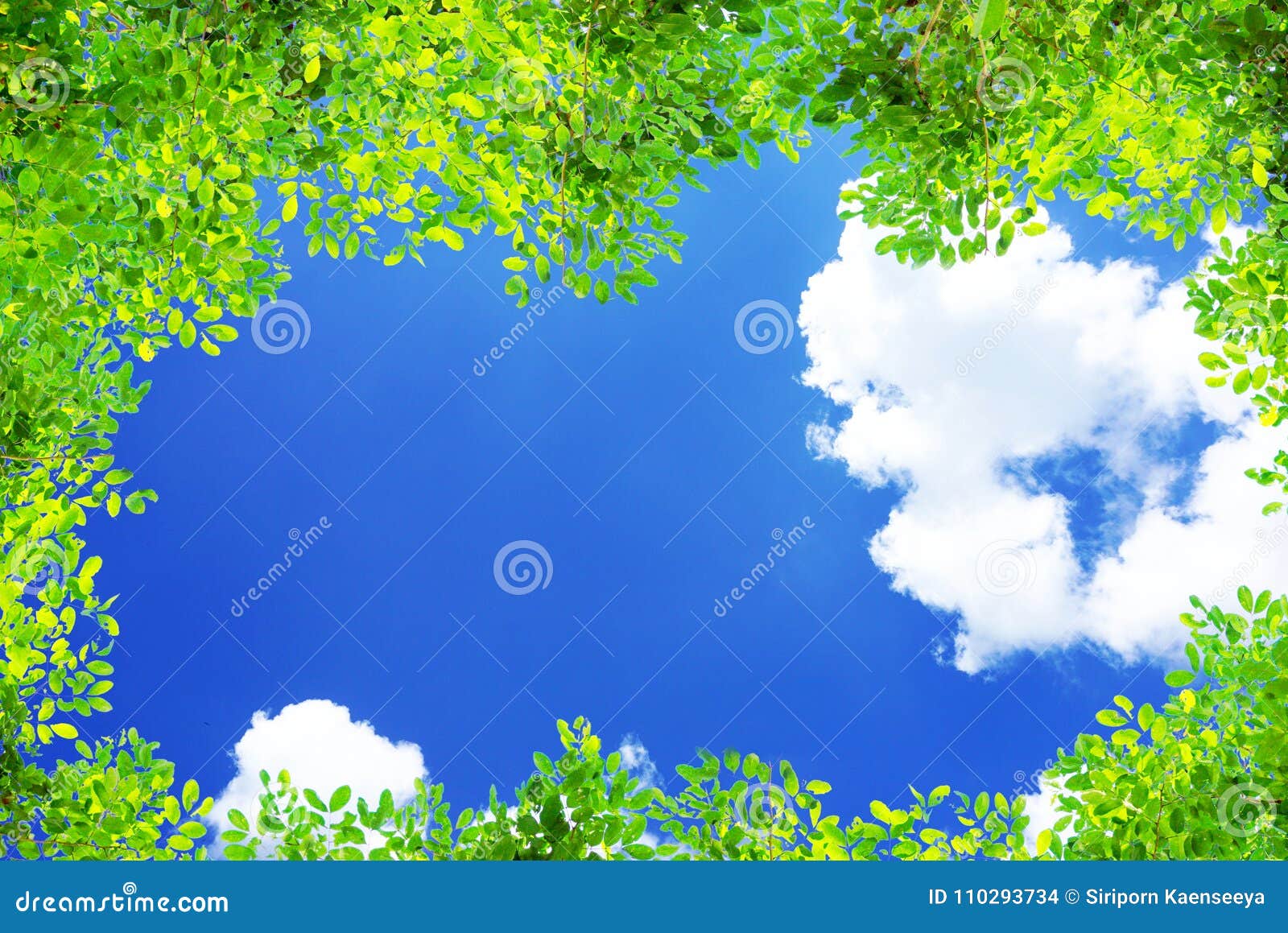 Green Tree Branches Leaves Frame on Blue Sky and Clouds Nature ...