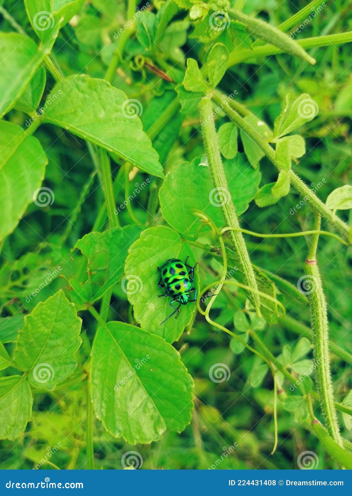 Green tree and bug stock photo. Image of wildflower - 224431408