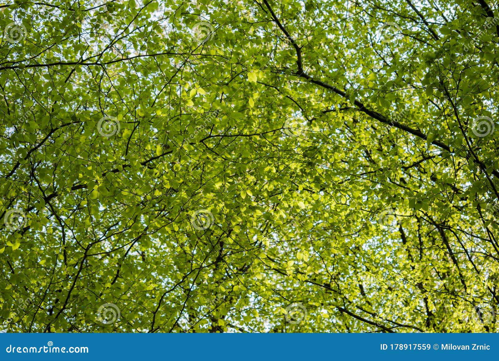 Green Tree Canopy in Spring with Fresh Leaves Stock Image - Image of ...