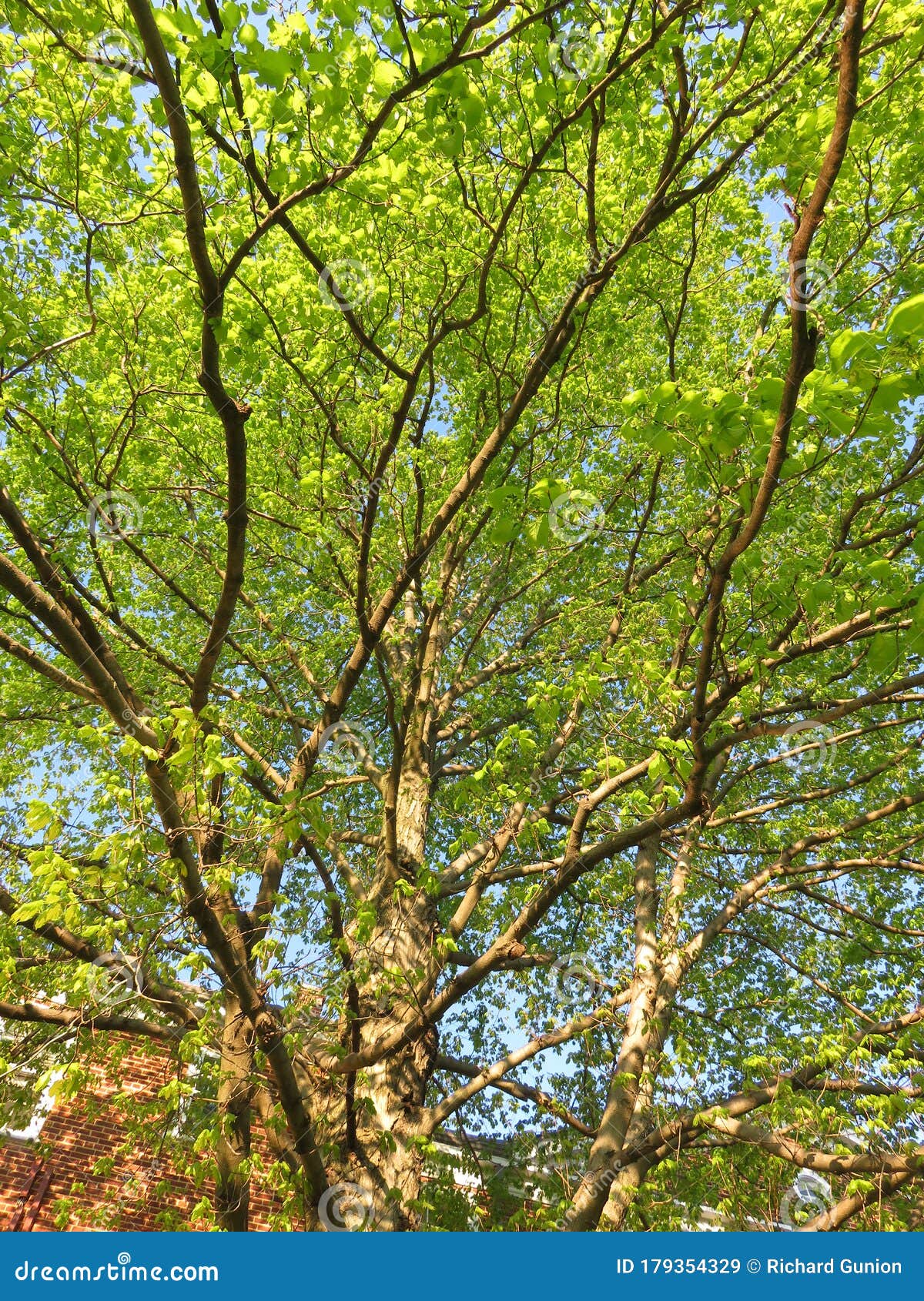 Green Tree Canopy at Sunset Stock Image - Image of sunset, branches ...