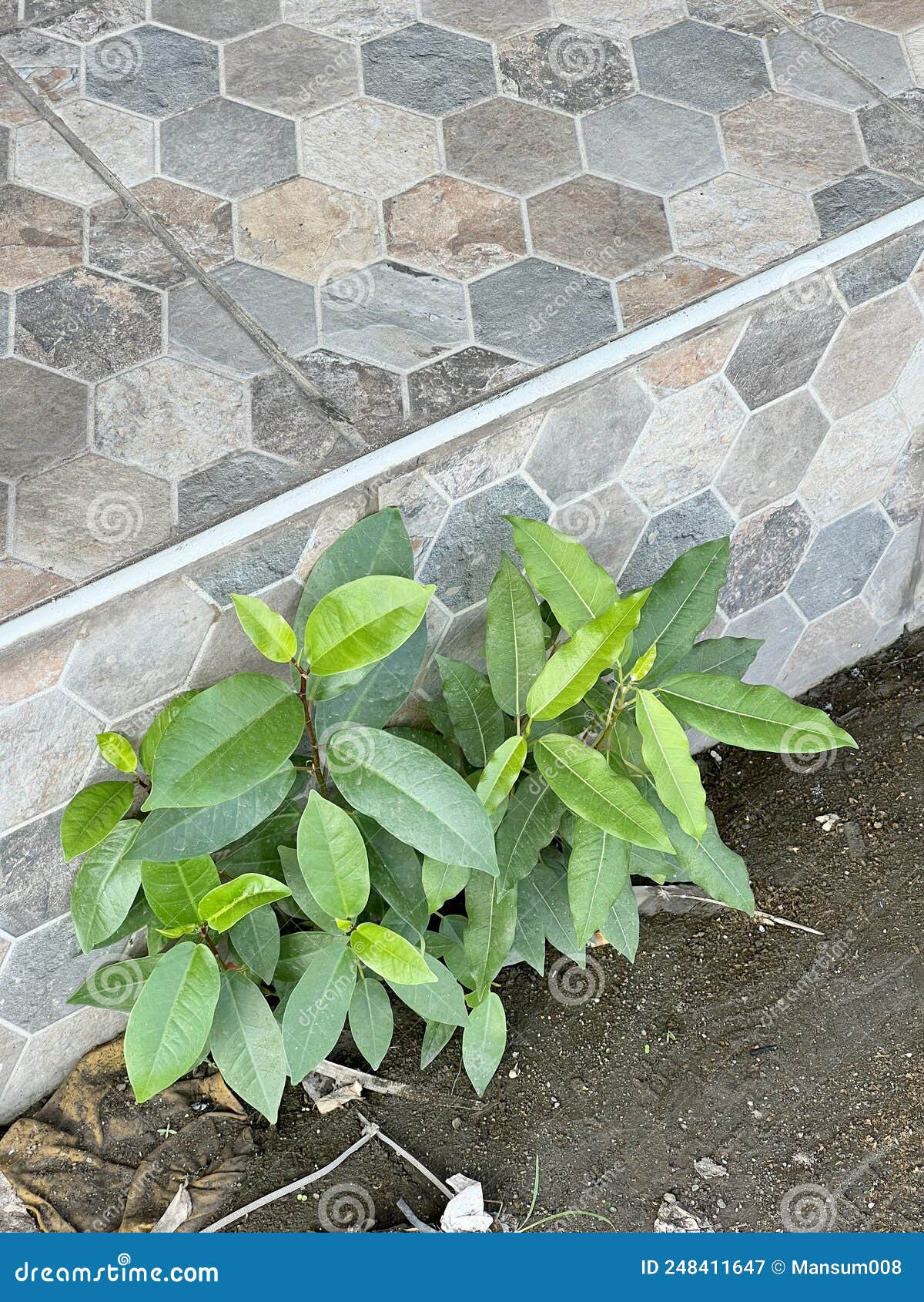 Green tree on cement floor stock image. Image of leaf - 248411647