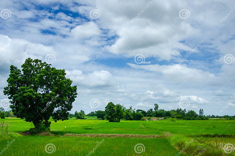 Green tree with cloud stock image. Image of fall, plant - 227023217