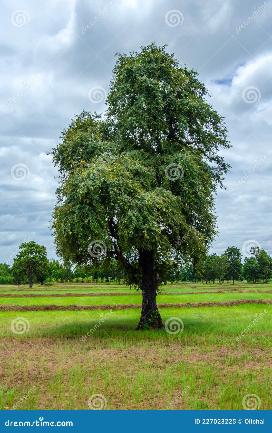 Green tree with cloud stock image. Image of trunk, environment - 227023225