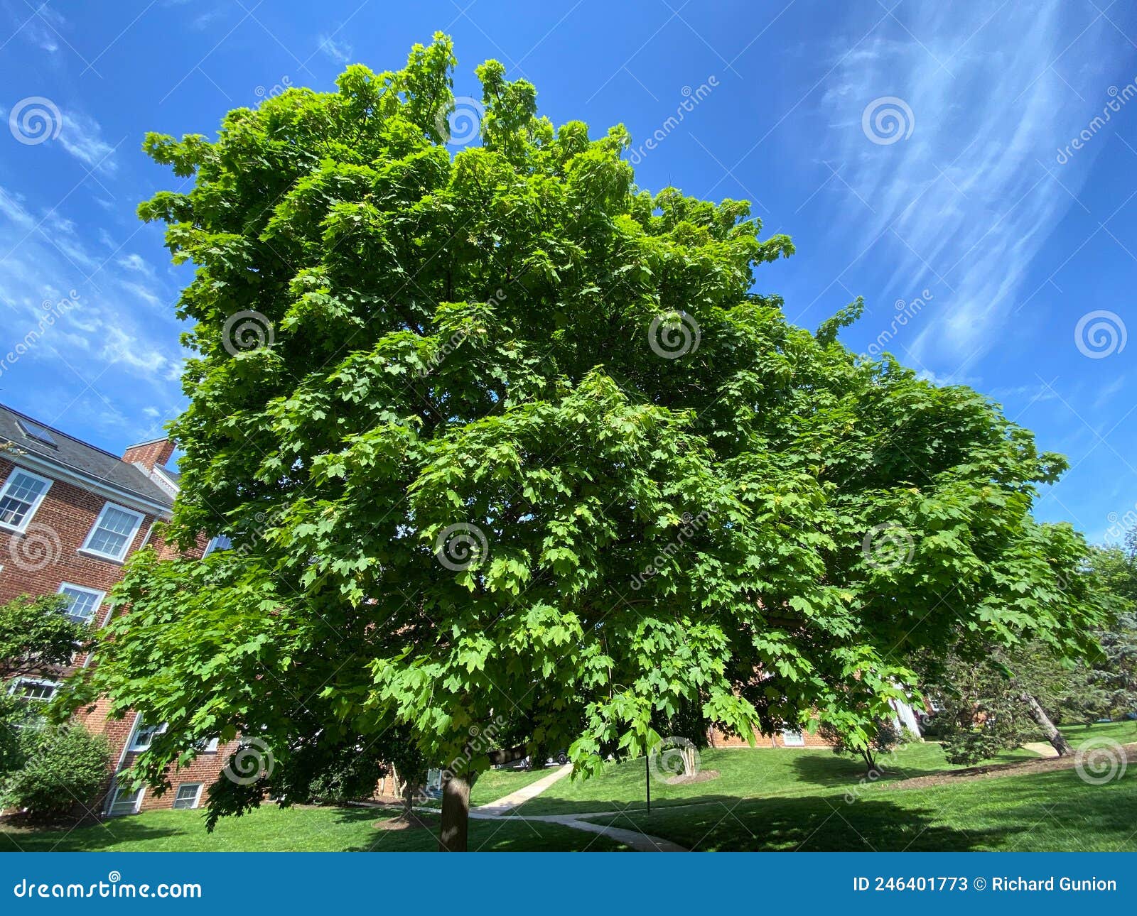 Green Tree and Clouds in Spring in April Stock Image - Image of nature ...