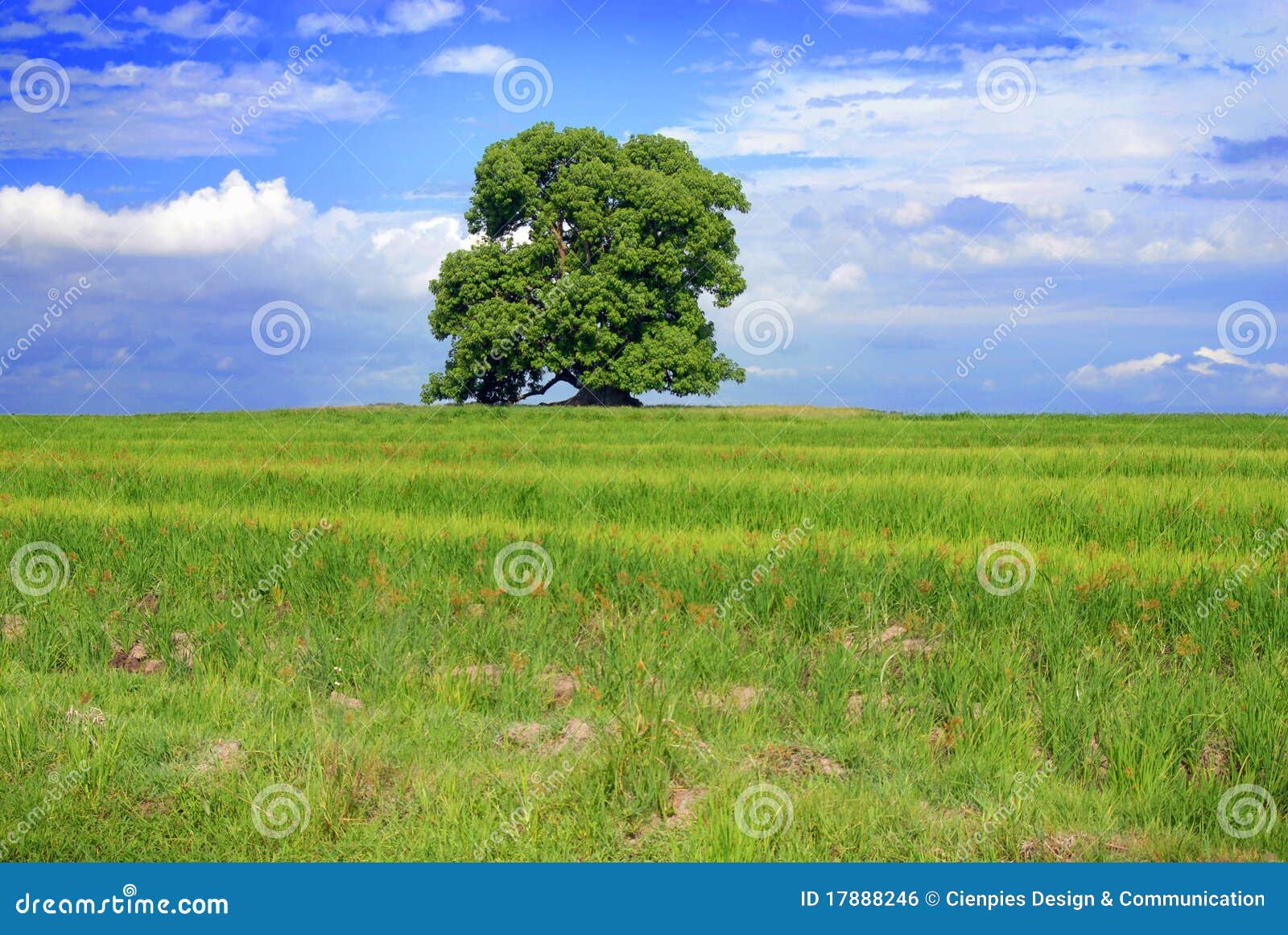 Green Tree and Cloudy Blue Sky Stock Photo - Image of park, pasture ...