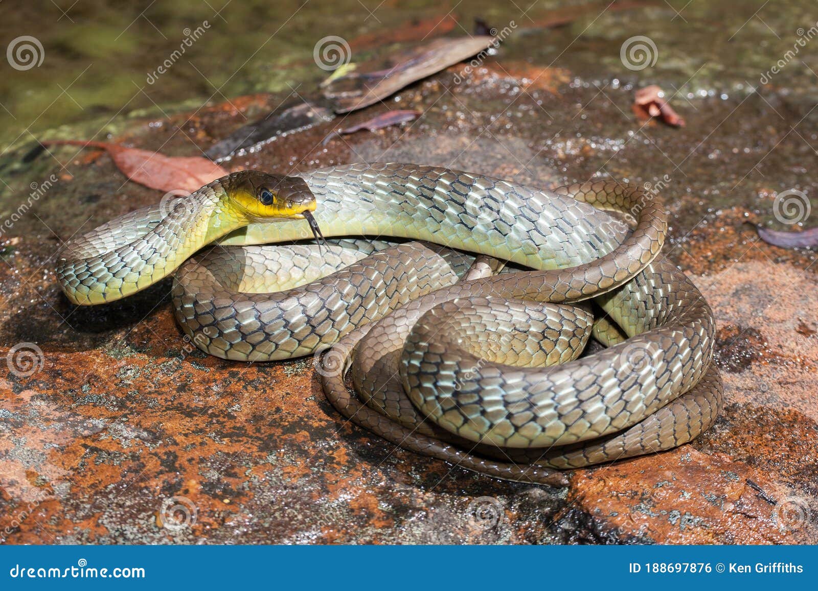 Common Snake Stock Photo | CartoonDealer.com #92885136